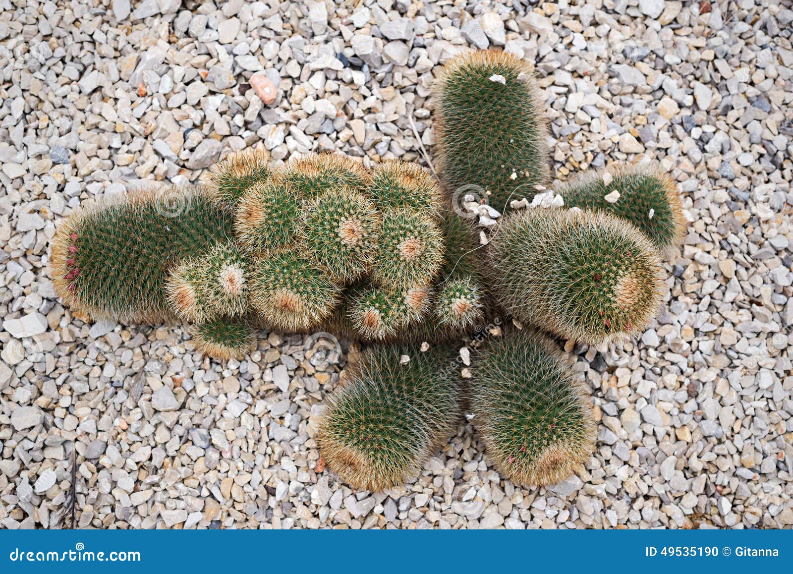 Cactaceae stock photo. Image of background, grusonii - 49535190