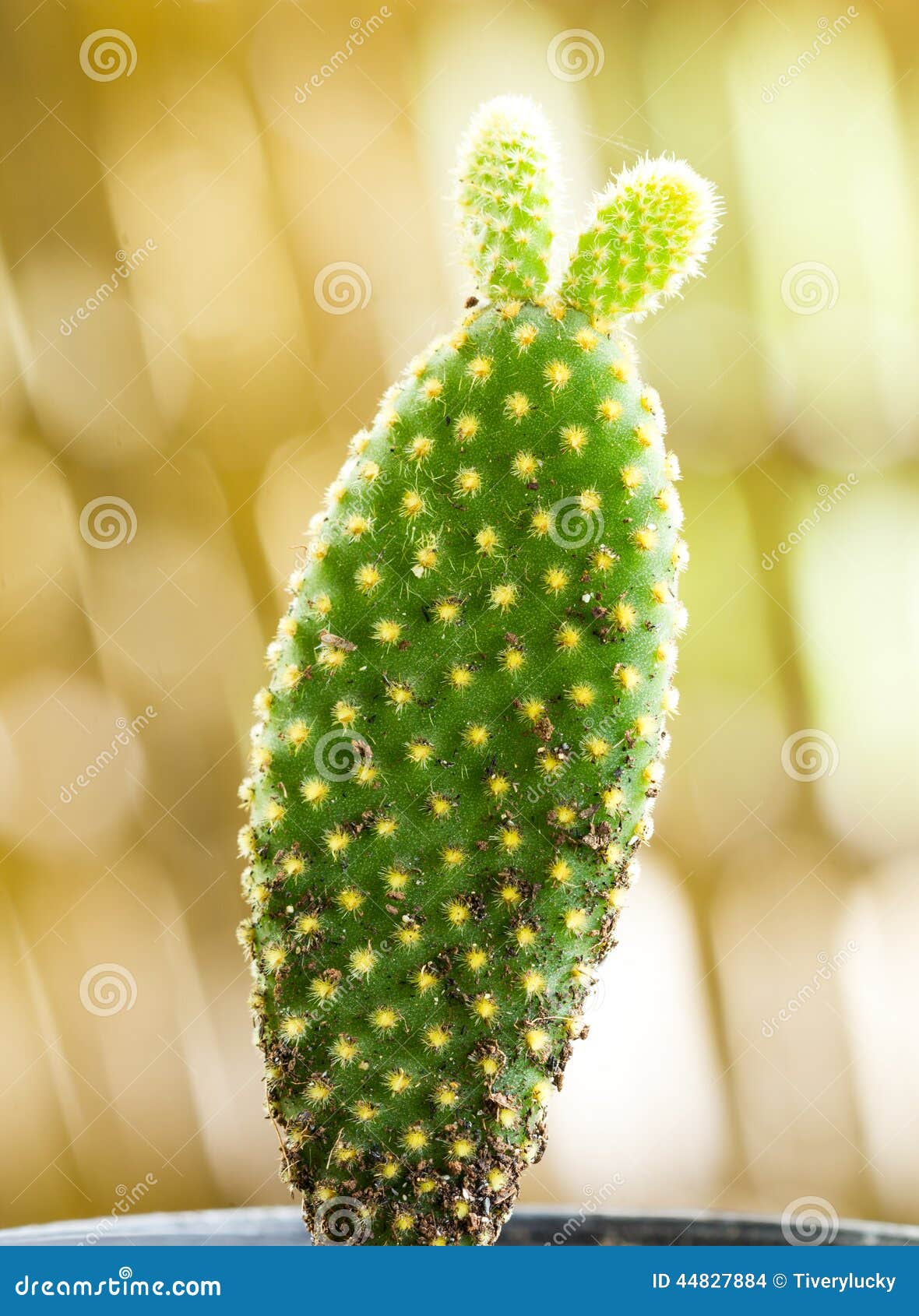 Cactas stock photo. Image of closeup, botany, plants - 44827884