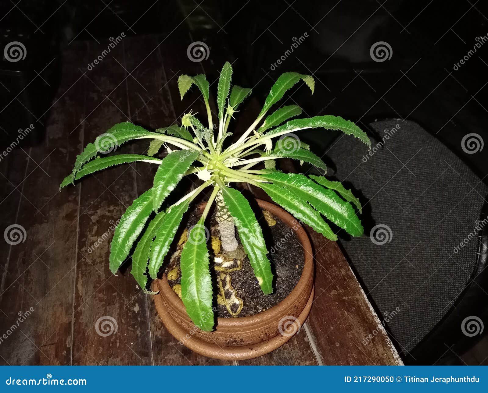 Cactas on wooden stock photo. Image of garden, food - 217290050