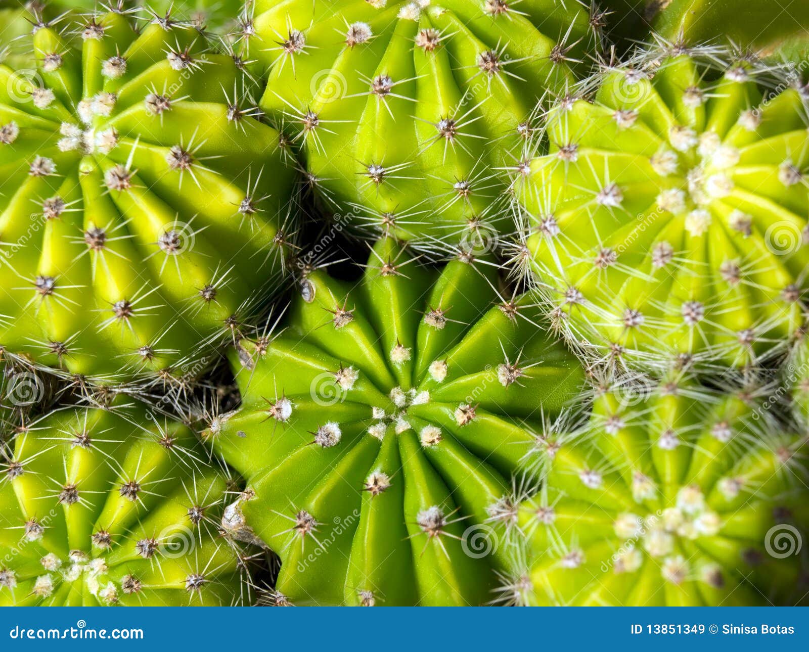 Cacti stock image. Image of herb, closeup, thorn, spike - 13851349