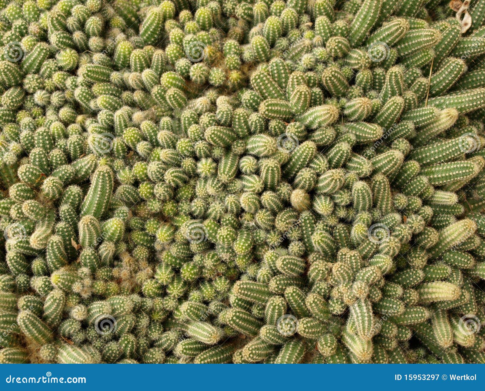 Cacti 3 stock image. Image of psychedelic, macro, tropic - 15953297