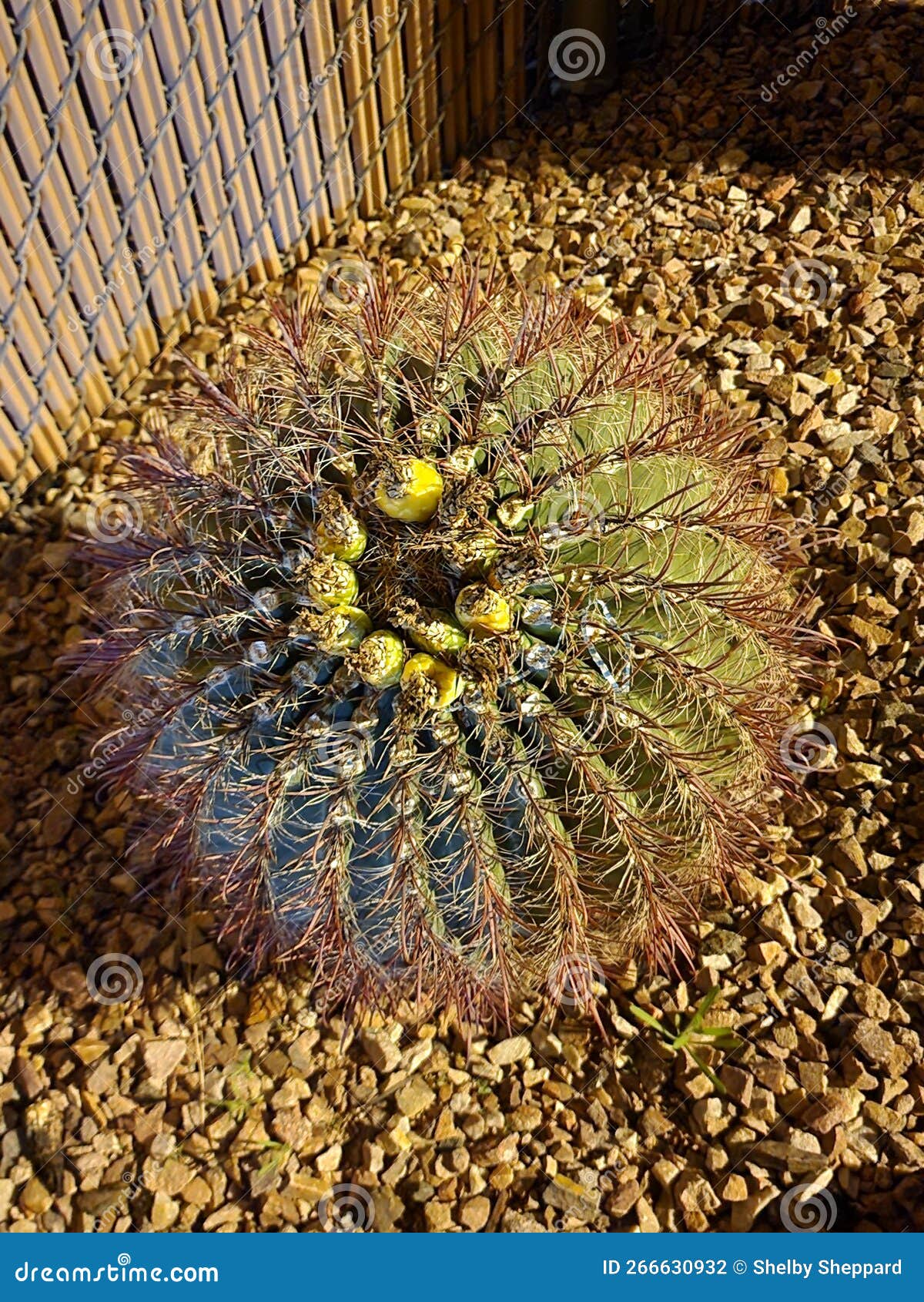 Cacti of Arizona stock photo. Image of crop, invertebrate - 266630932