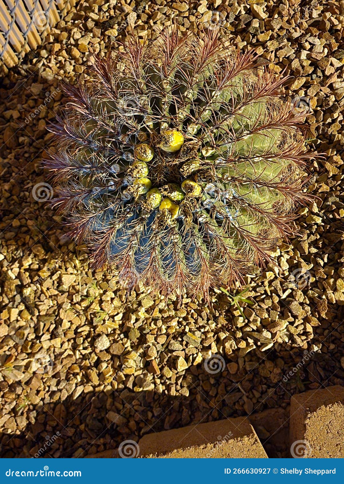 Cacti of Arizona stock image. Image of tree, flower - 266630927