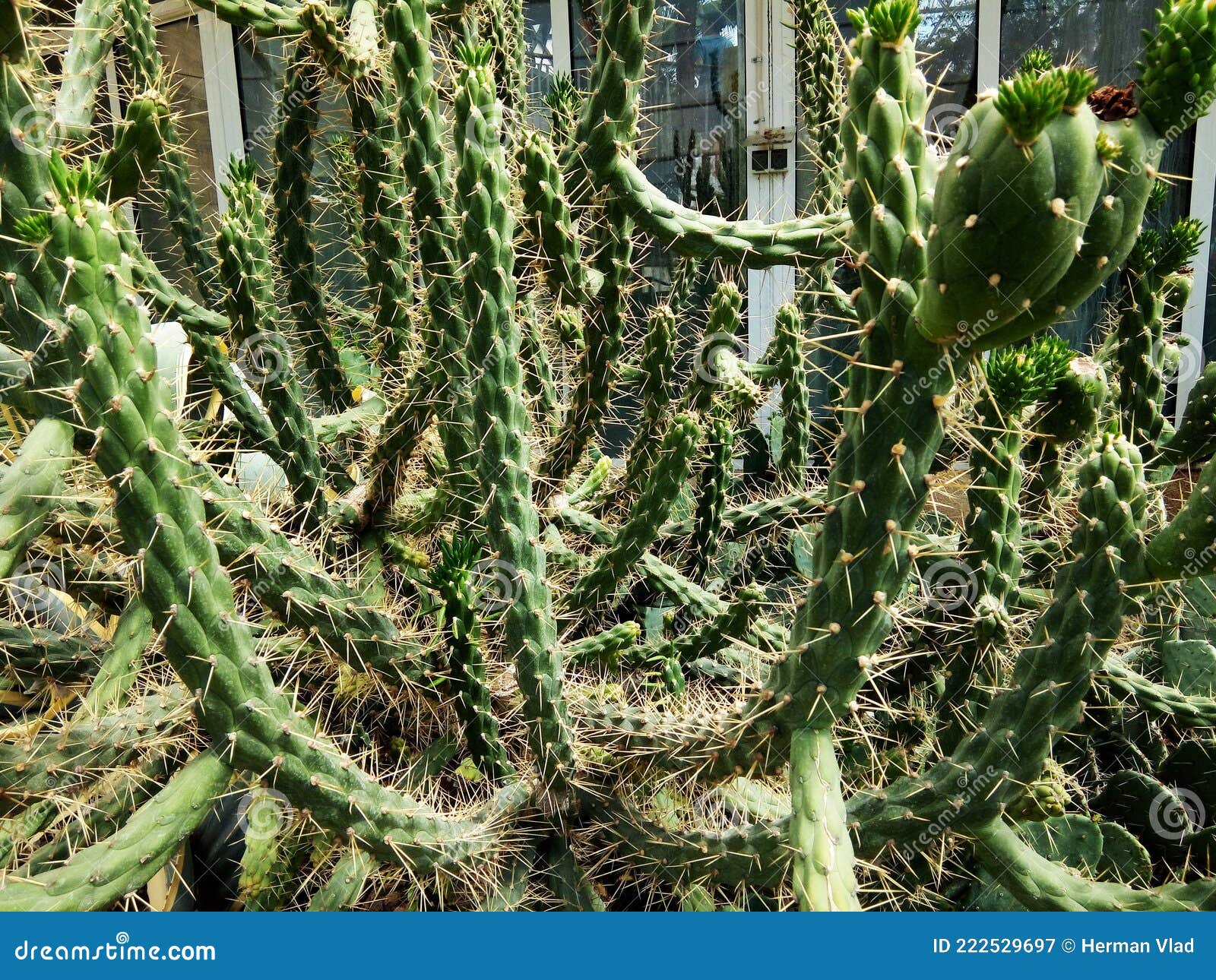 Cacti at Botanical Garden in Romania Stock Image - Image of romania ...
