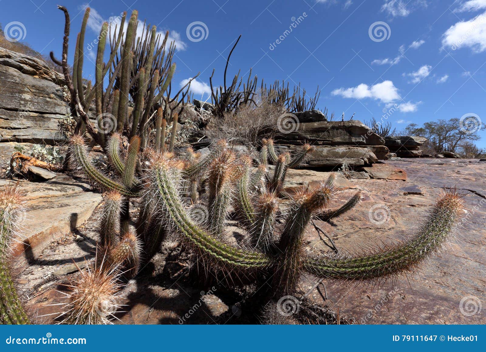 Cacti in the Caatinga in Brazil Stock Image - Image of drought, cacti ...