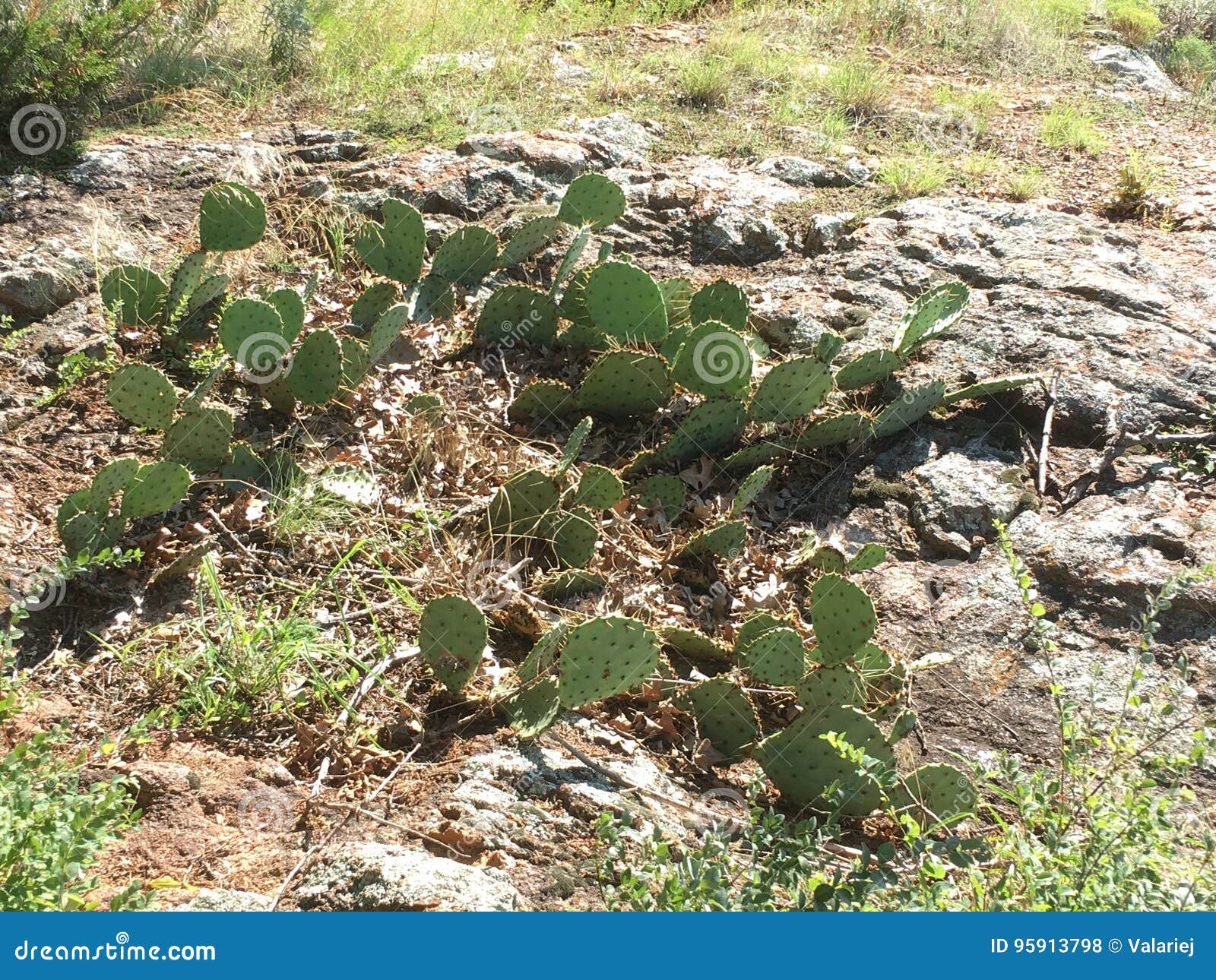 Cacti stock photo. Image of oklahoma, cacti, plant, cactus - 95913798