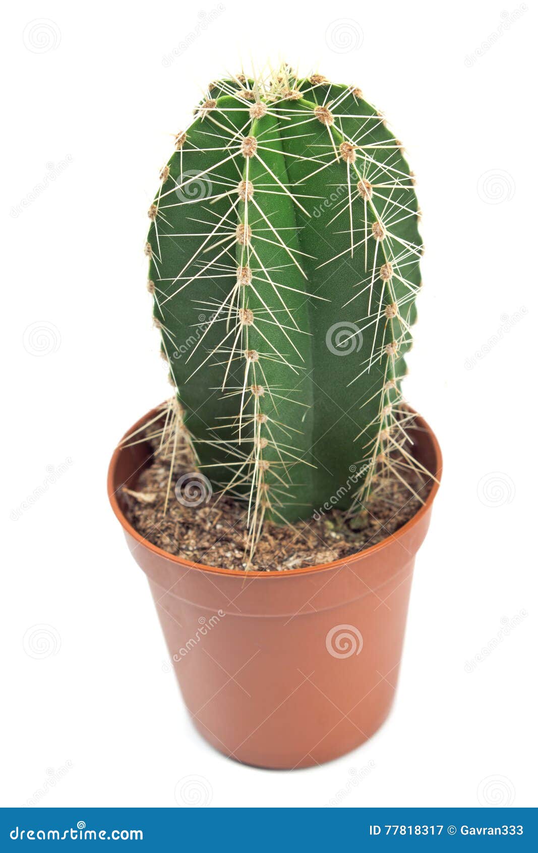 Cacti cactus plant in pot stock image. Image of decorative - 77818317