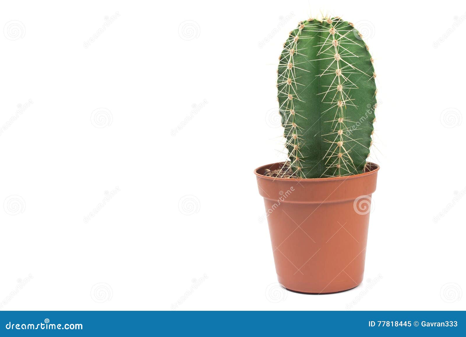 Cacti cactus plant in pot stock image. Image of isolated - 77818445