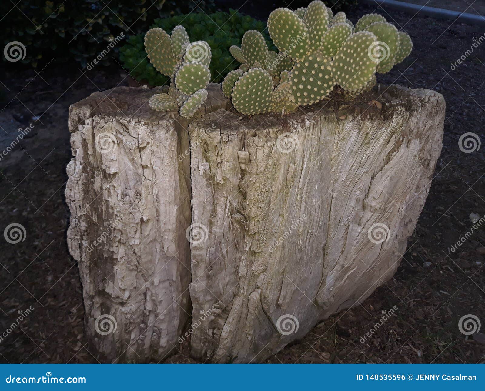 Cacti stock photo. Image of prickly, pokey, green, round - 140535596