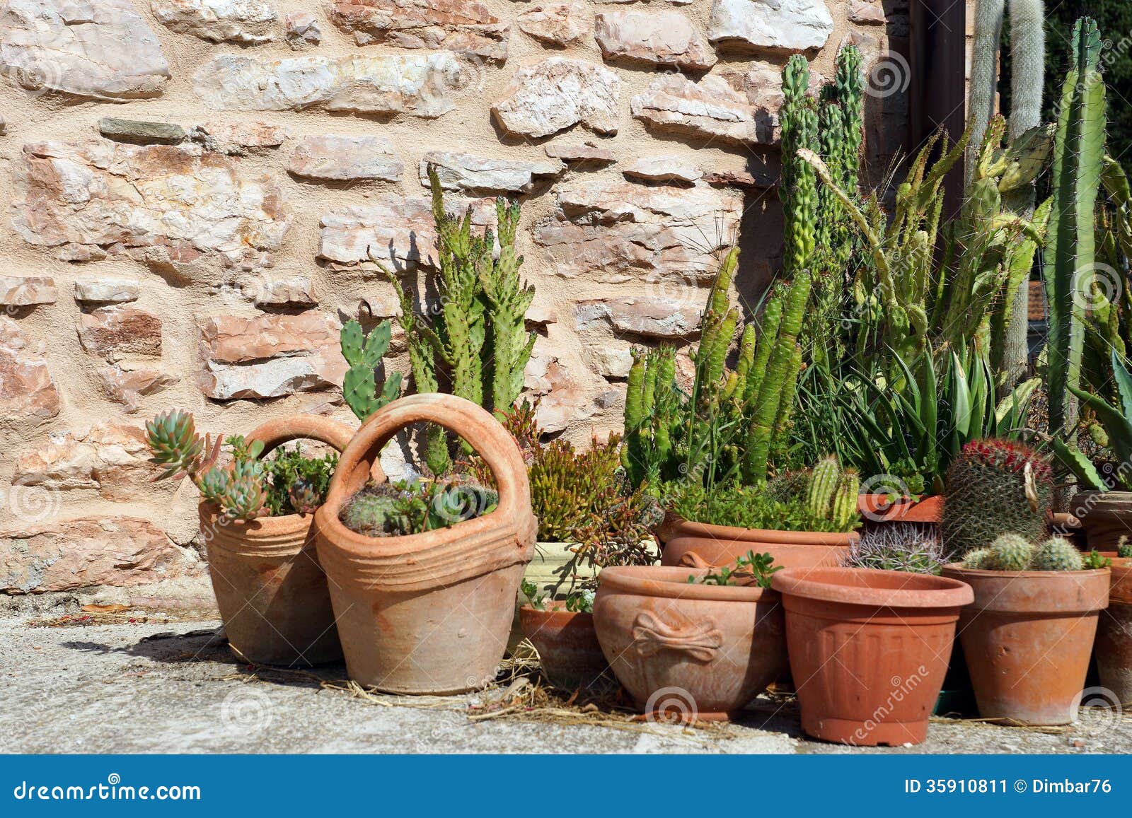Cacti in clay pots stock image. Image of nature, natural - 35910811