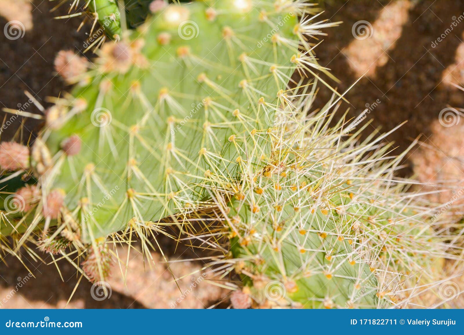 Cacti close up stock image. Image of life, cacti, beautiful - 171822711
