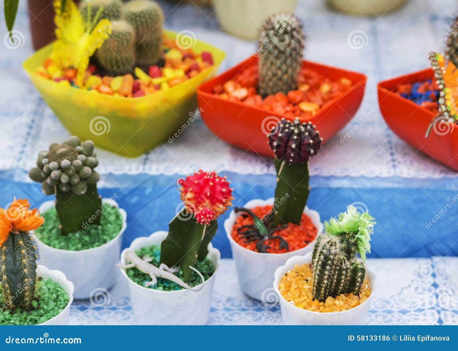 Cacti in Colorful Pots on Flower Fair Stock Photo - Image of colour ...