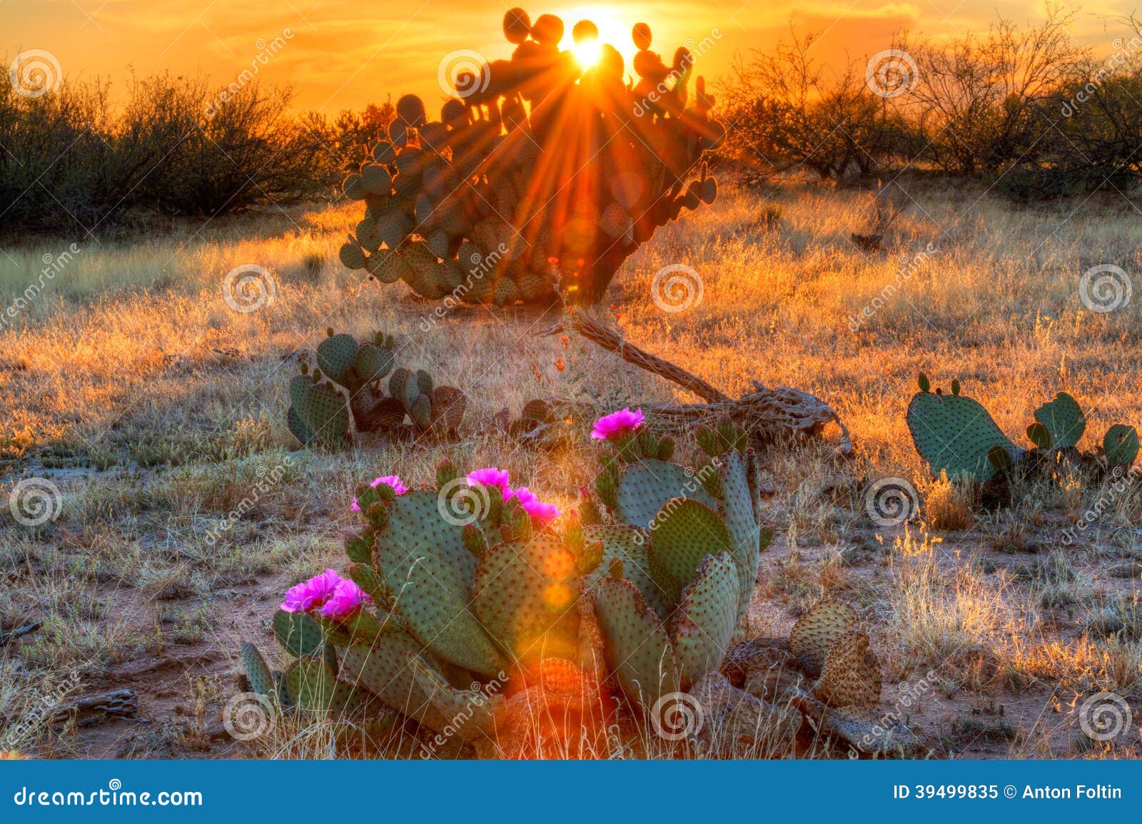 Cacti stock image. Image of ecosystem, desert, wilderness - 39499835