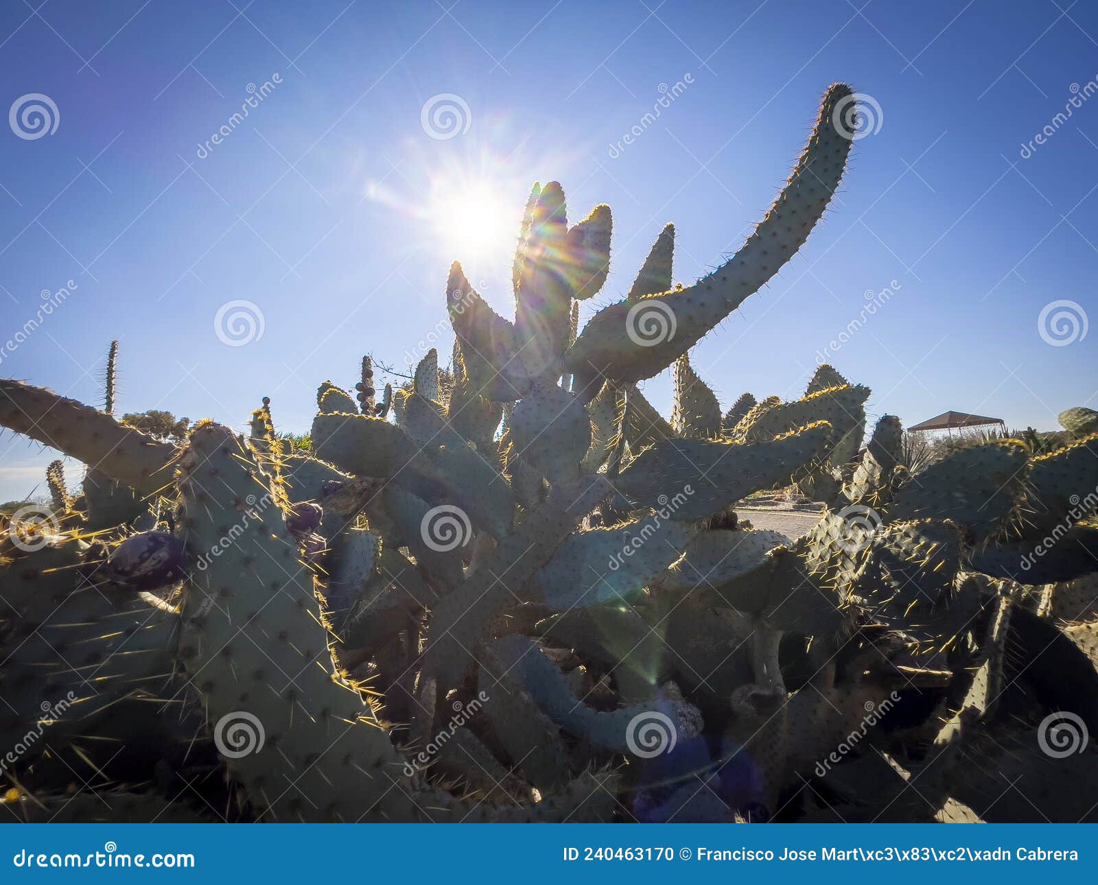 Cacti and Desert Plants, in a Park. Stock Photo - Image of mountain ...