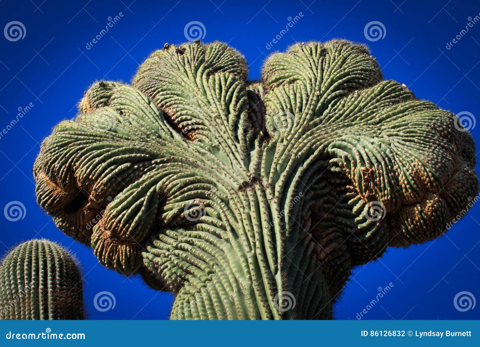 Cacti of a different shape stock photo. Image of arizona - 86126832