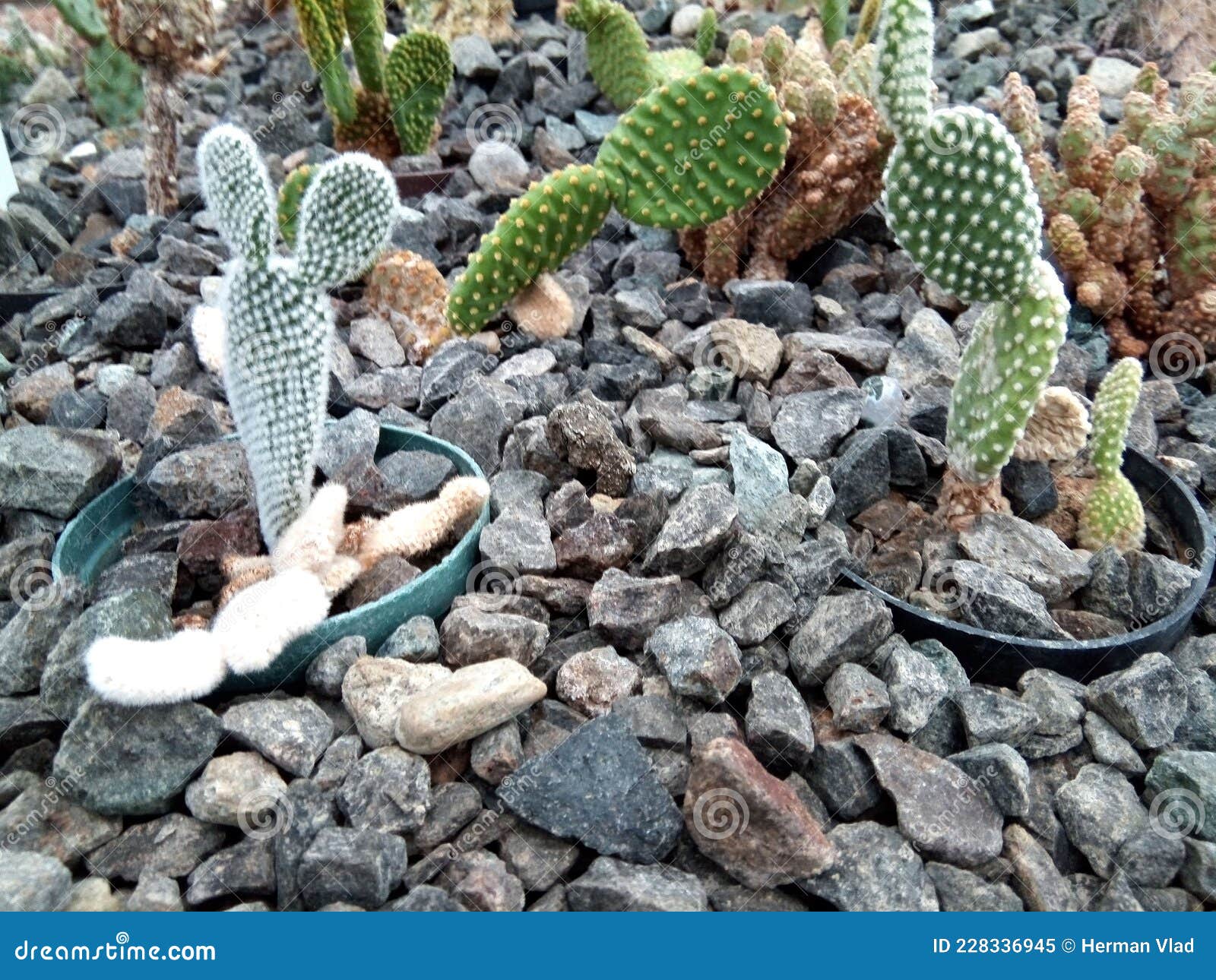 Cacti of Different Shapes - Nature Stock Image - Image of shape ...