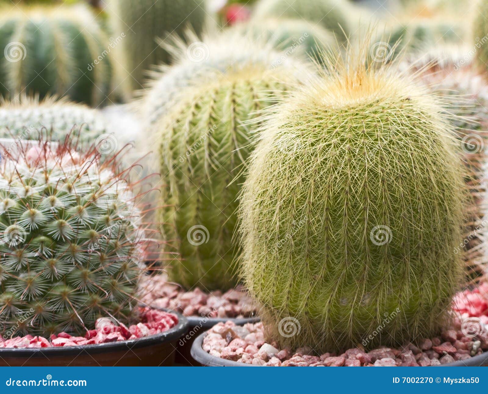 Cacti on display stock photo. Image of cactus, plant, succulent - 7002270