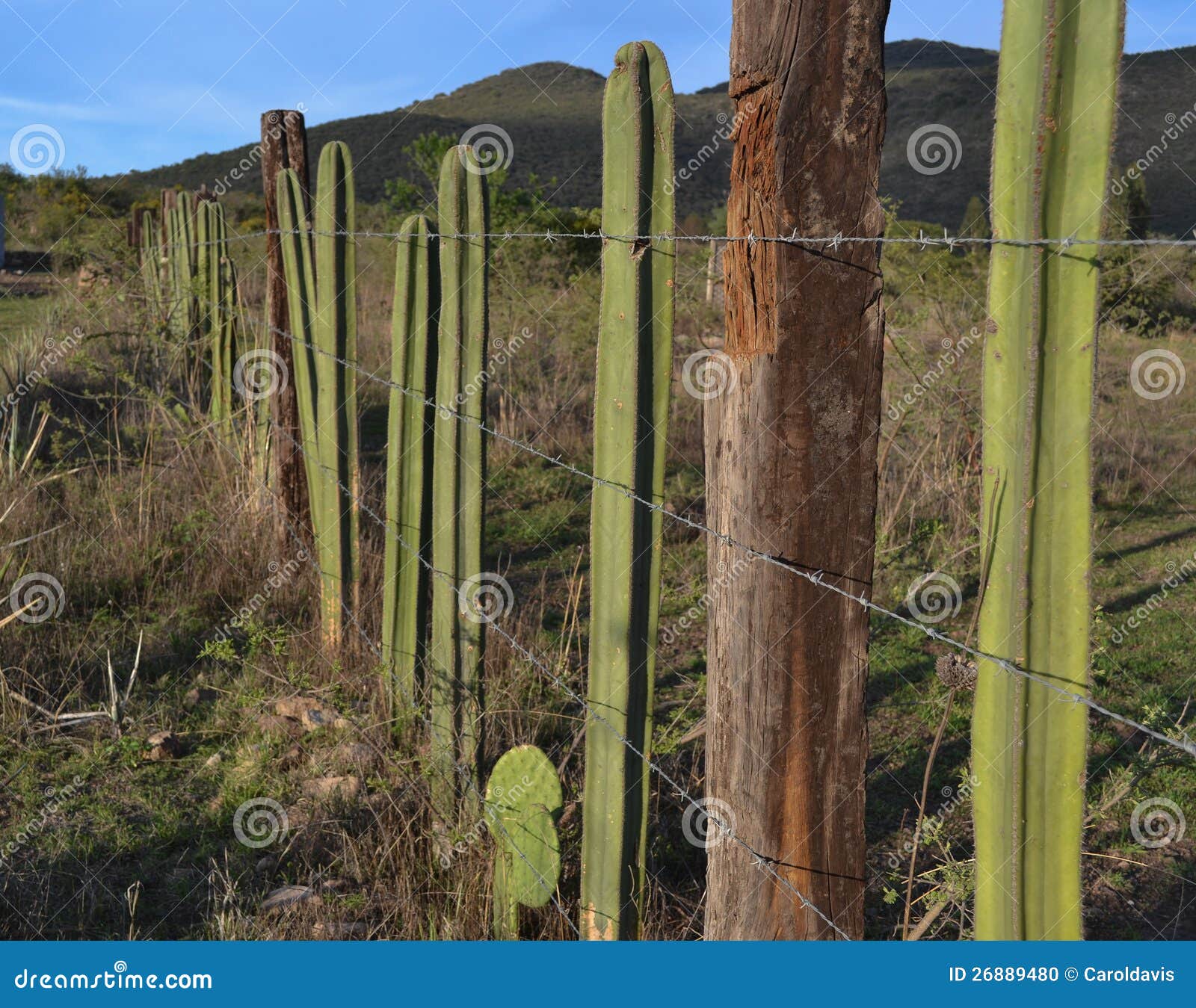 Cacti Fence stock photo. Image of western, thorn, wire - 26889480