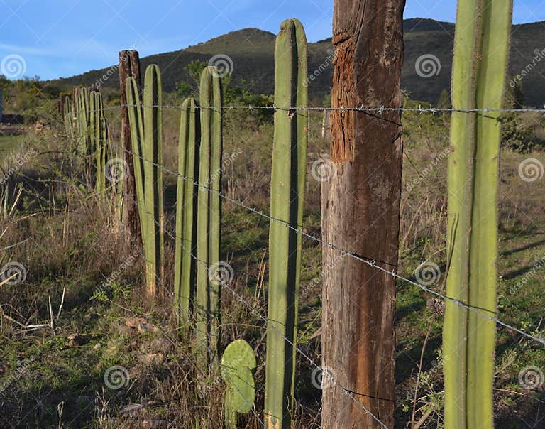 Cacti Fence stock photo. Image of western, thorn, wire - 26889480