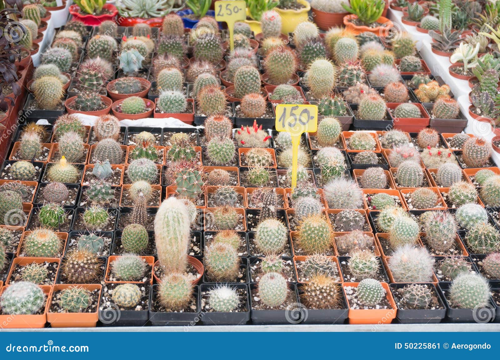 Cacti at flower market stock image. Image of cacti, botany - 50225861