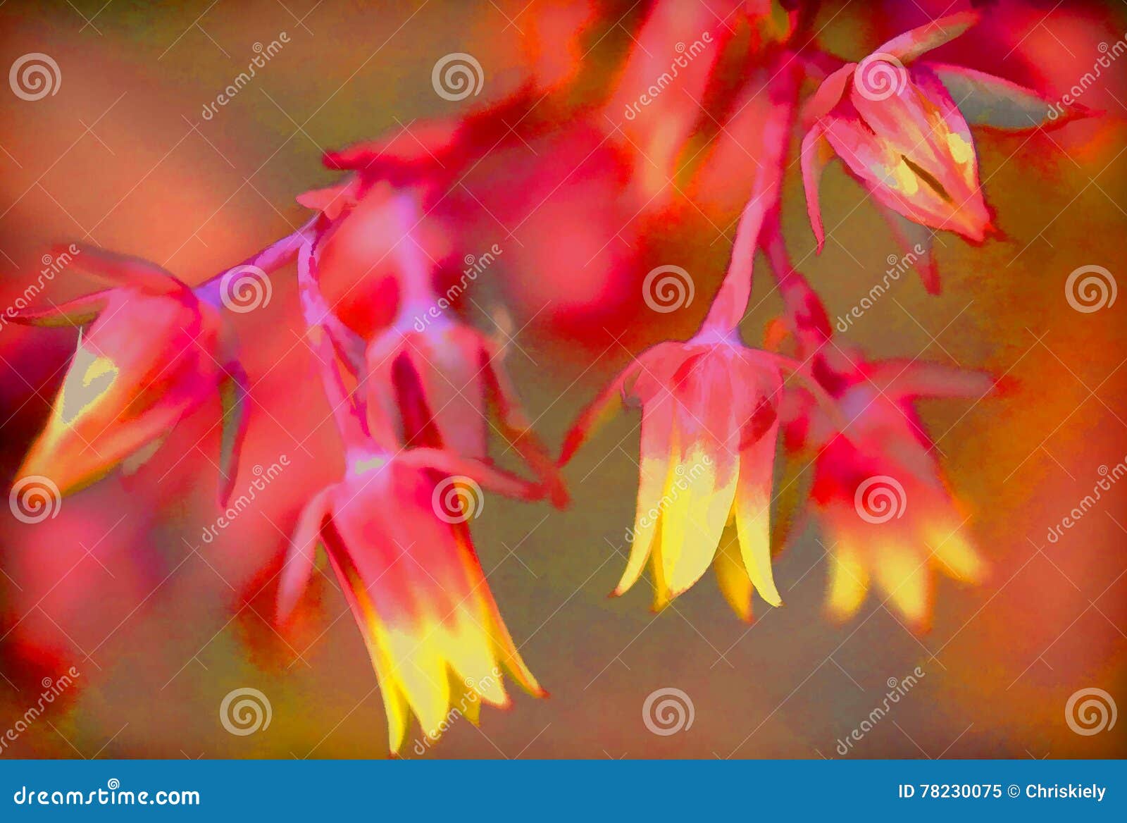 Cacti Flowers stock image. Image of yellow, pretty, orange - 78230075