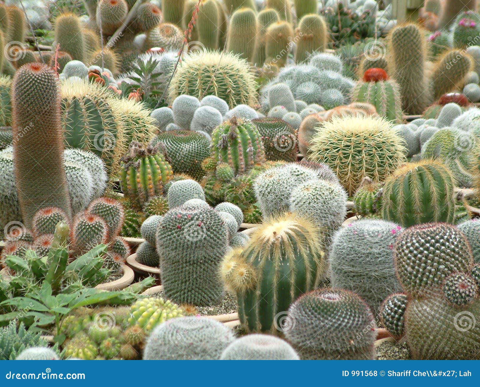 Cacti Galore stock photo. Image of botanical, garden, desert - 991568