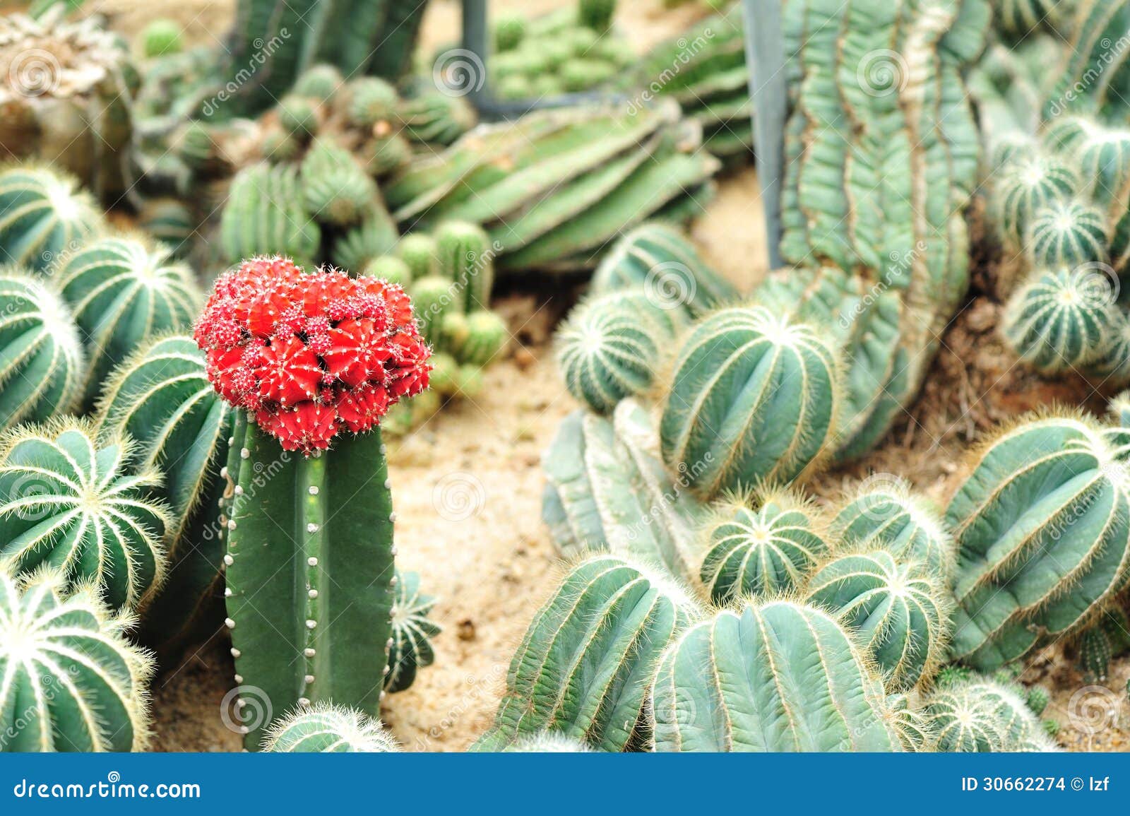 Cacti garden stock photo. Image of botanical, heat, colorful - 30662274