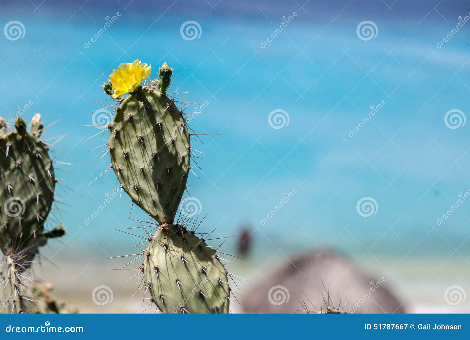 Cacti stock image. Image of cacti, tropical, beach, netherland - 51787667