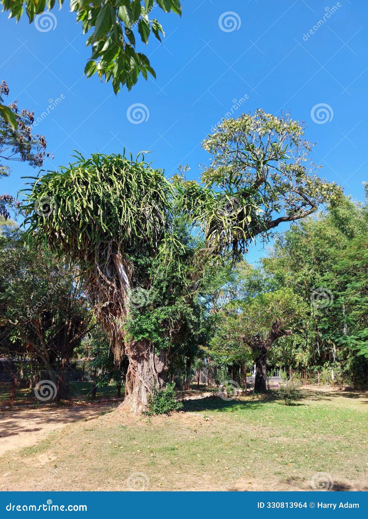 Cacti grow on a tree stock photo. Image of natural, garden - 330813964