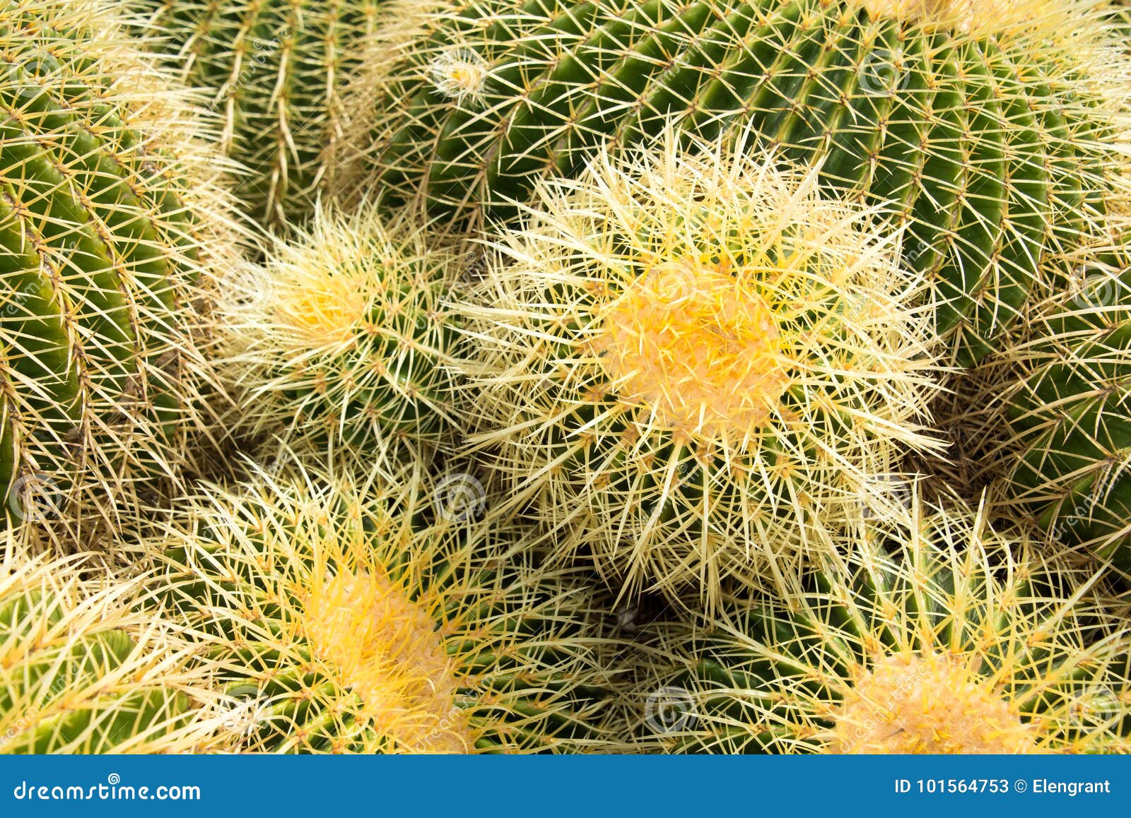 Cacti Growing in the Exotic Garden. the Cactus Garden in Monte C Stock ...