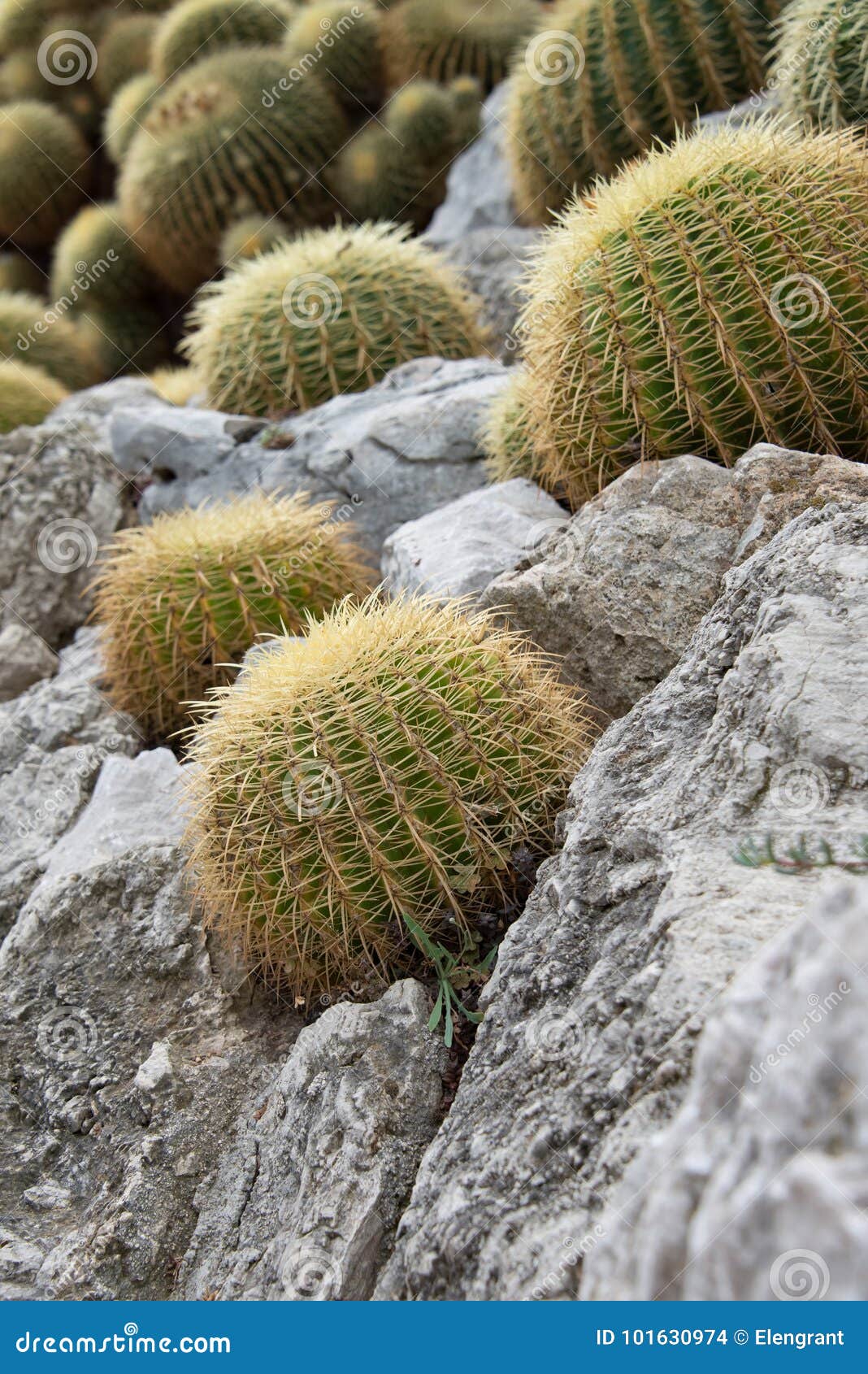 Cacti Growing in the Exotic Garden. the Cactus Garden in Monte Stock ...