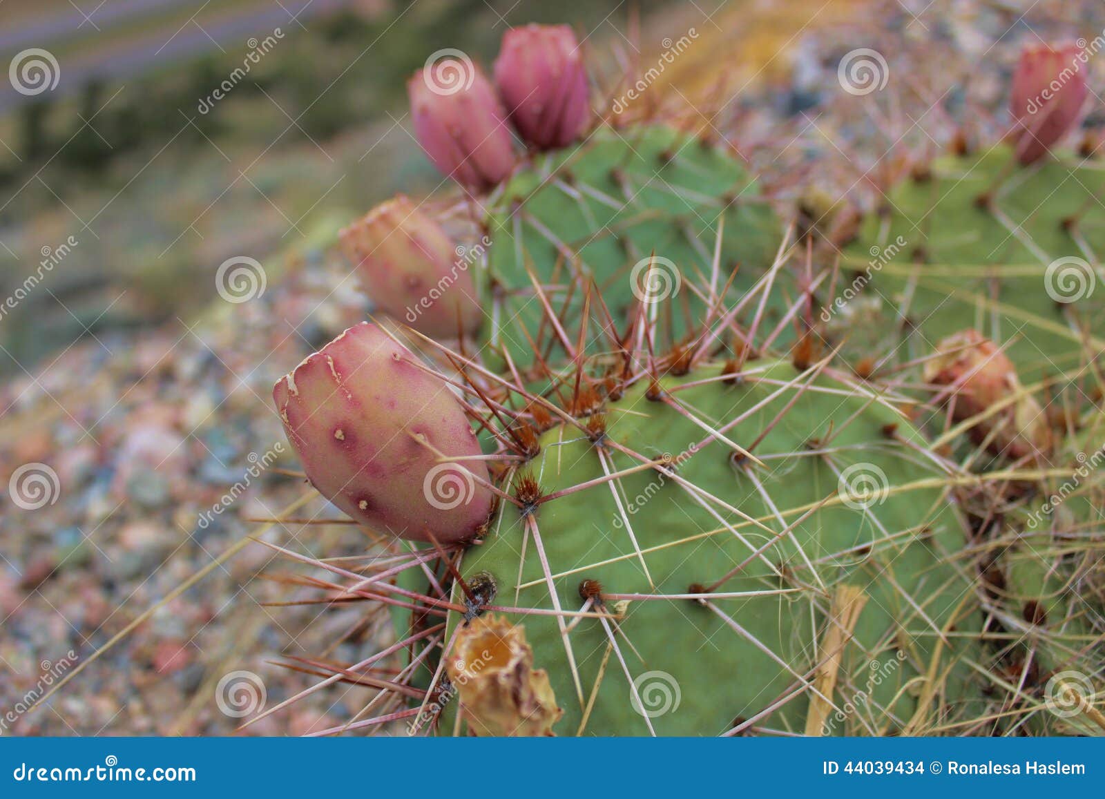 Cacti Growing at Royal Gorge Colorado Stock Photo - Image of royal ...
