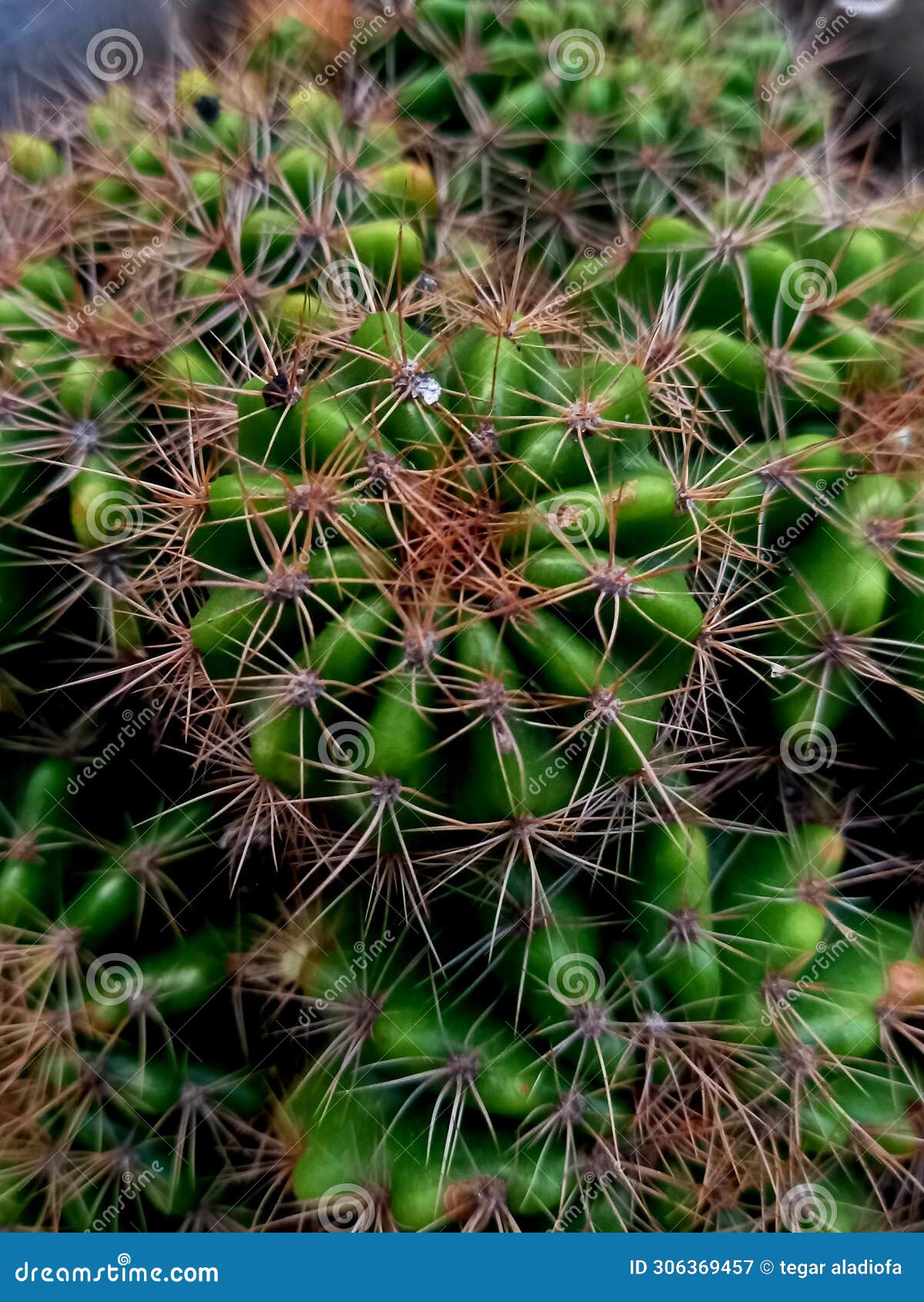 Cacti Help in Water Conservation in Dry Areas by Storing Water in Their ...