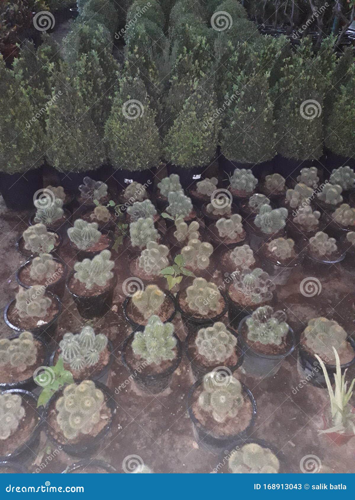 Cacti stock image. Image of cactus, baby, spiky, cacti - 168913043
