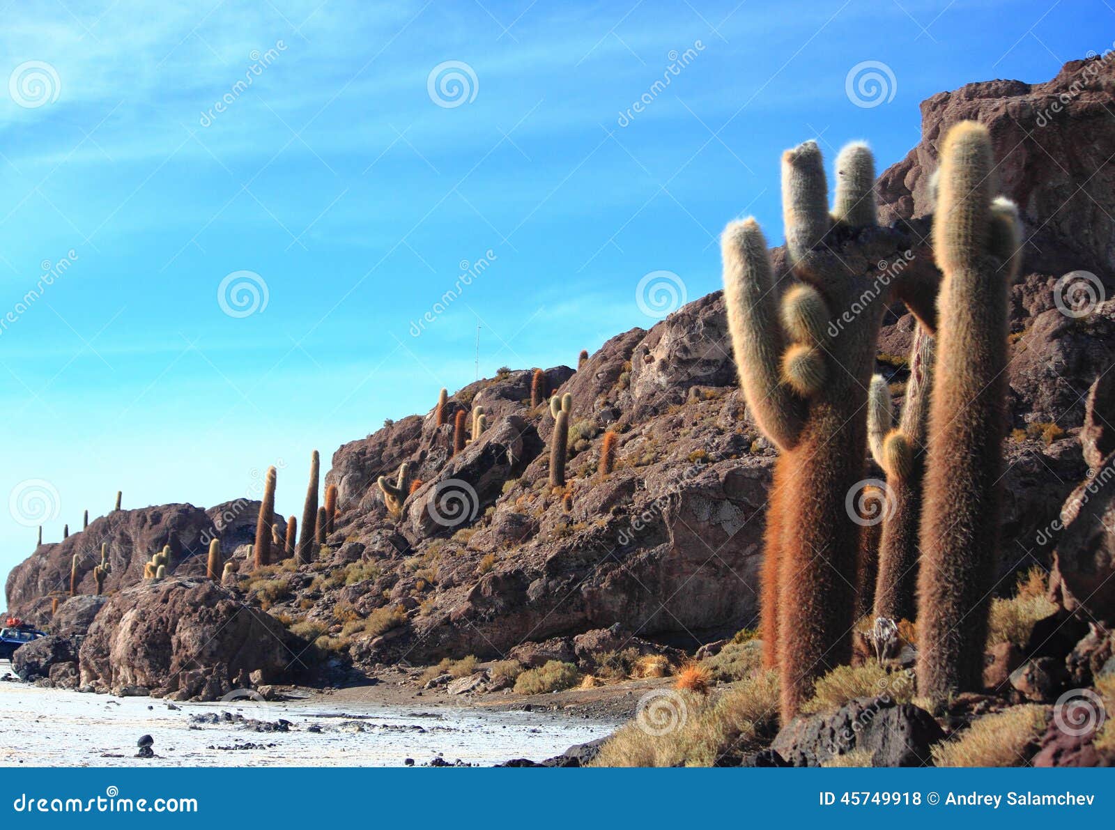 The Cacti on the Isla Incahuasi Stock Photo - Image of incahuasi ...