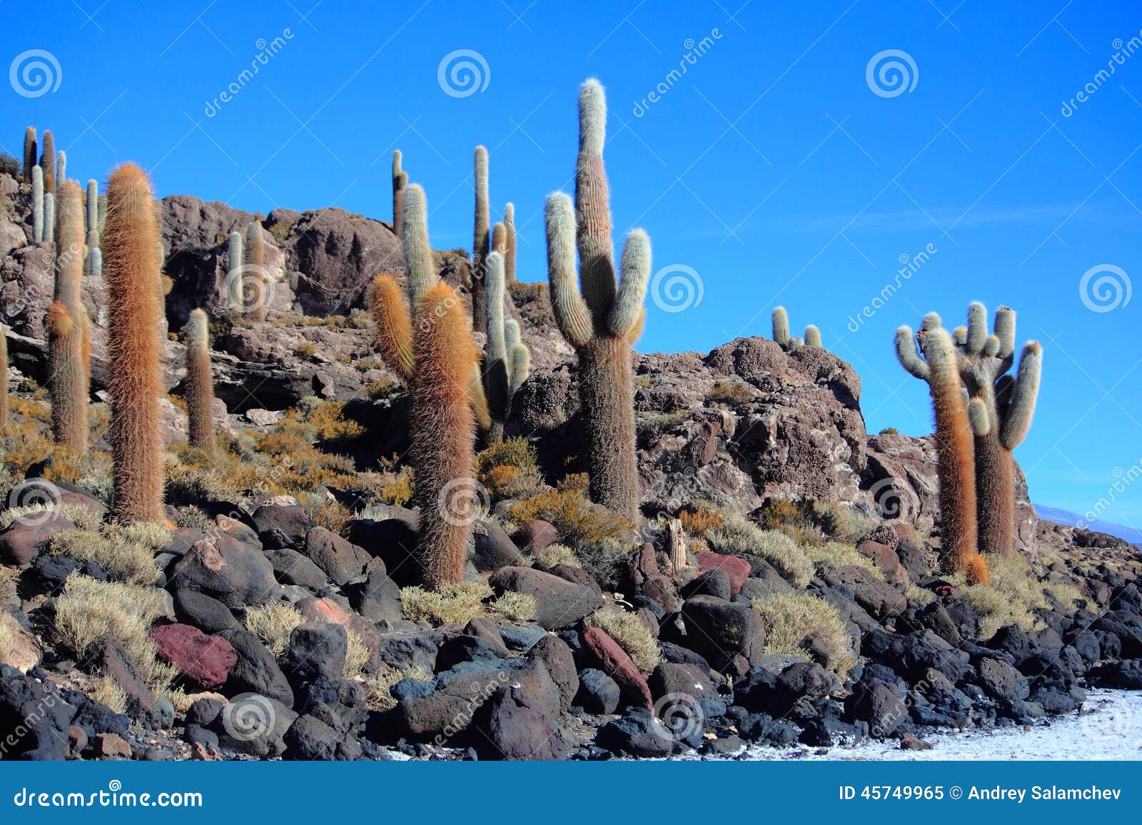 The Cacti on the Isla Incahuasi Stock Image - Image of place, hill ...