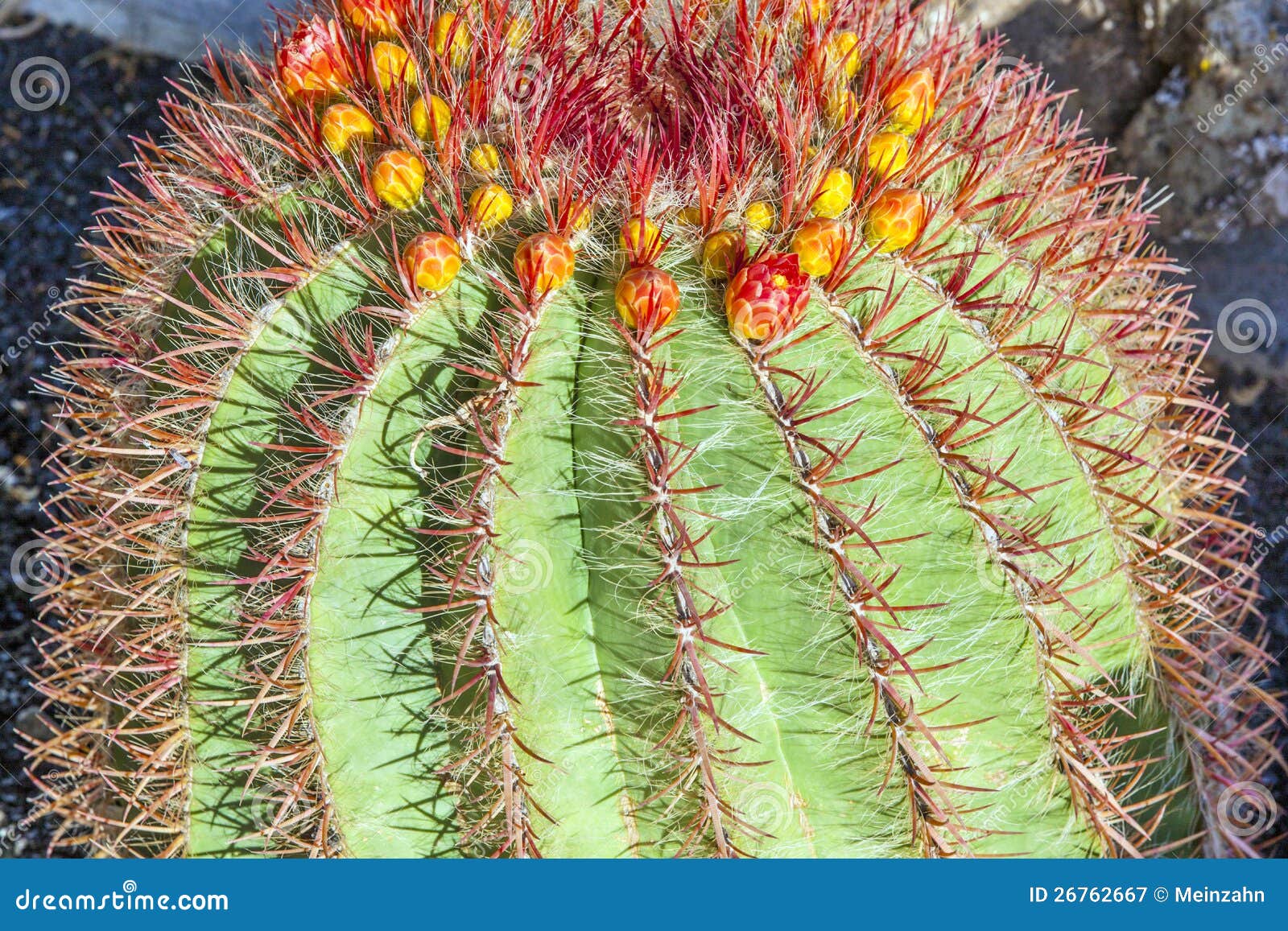 Cacti in Lanzarote, Spain Echinocactus Grusonii Stock Image - Image of ...