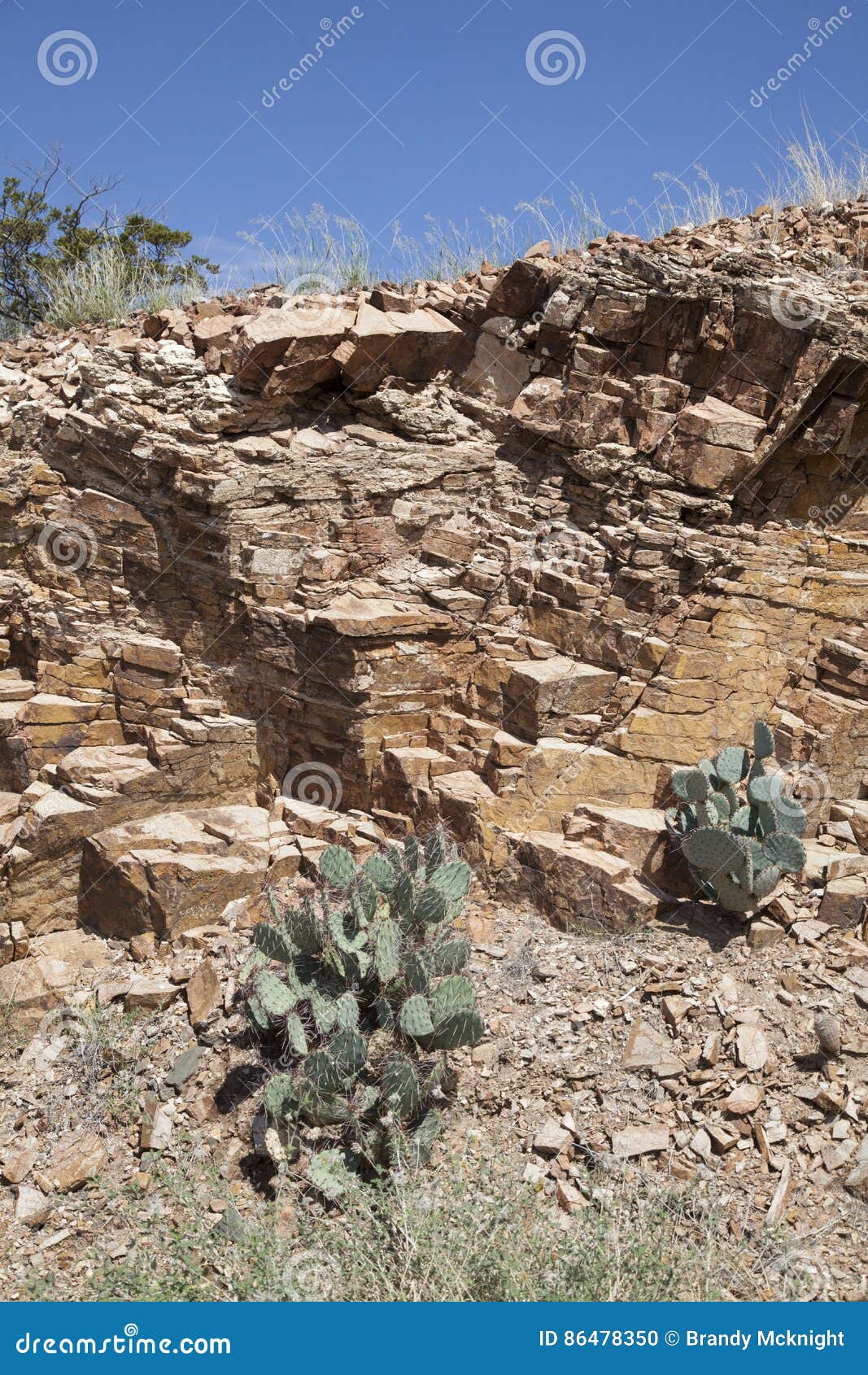 Cacti and Monolithic Rocks stock photo. Image of adventure - 86478350