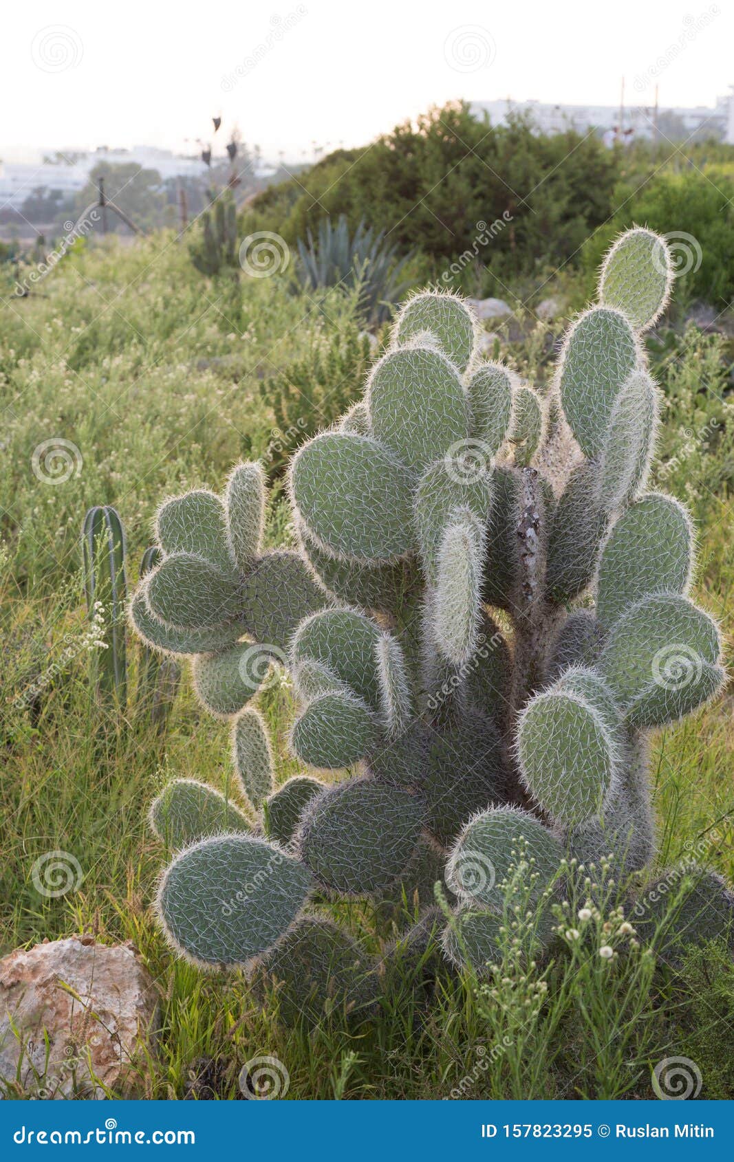 Cactus in the Wild. Different Flowering Cacti Stock Image - Image of ...