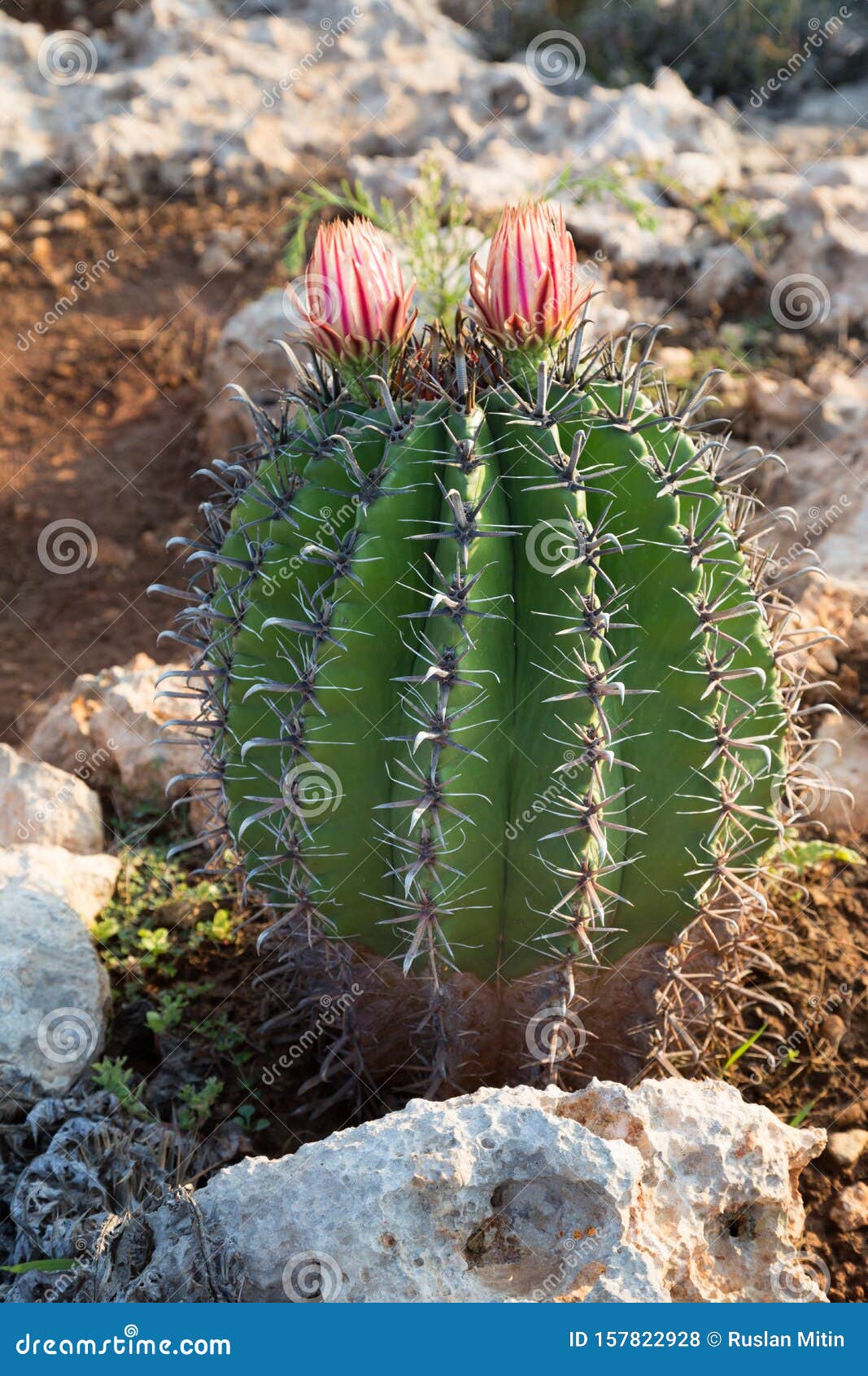 Cactus in the Wild. Different Flowering Cacti Stock Photo - Image of ...