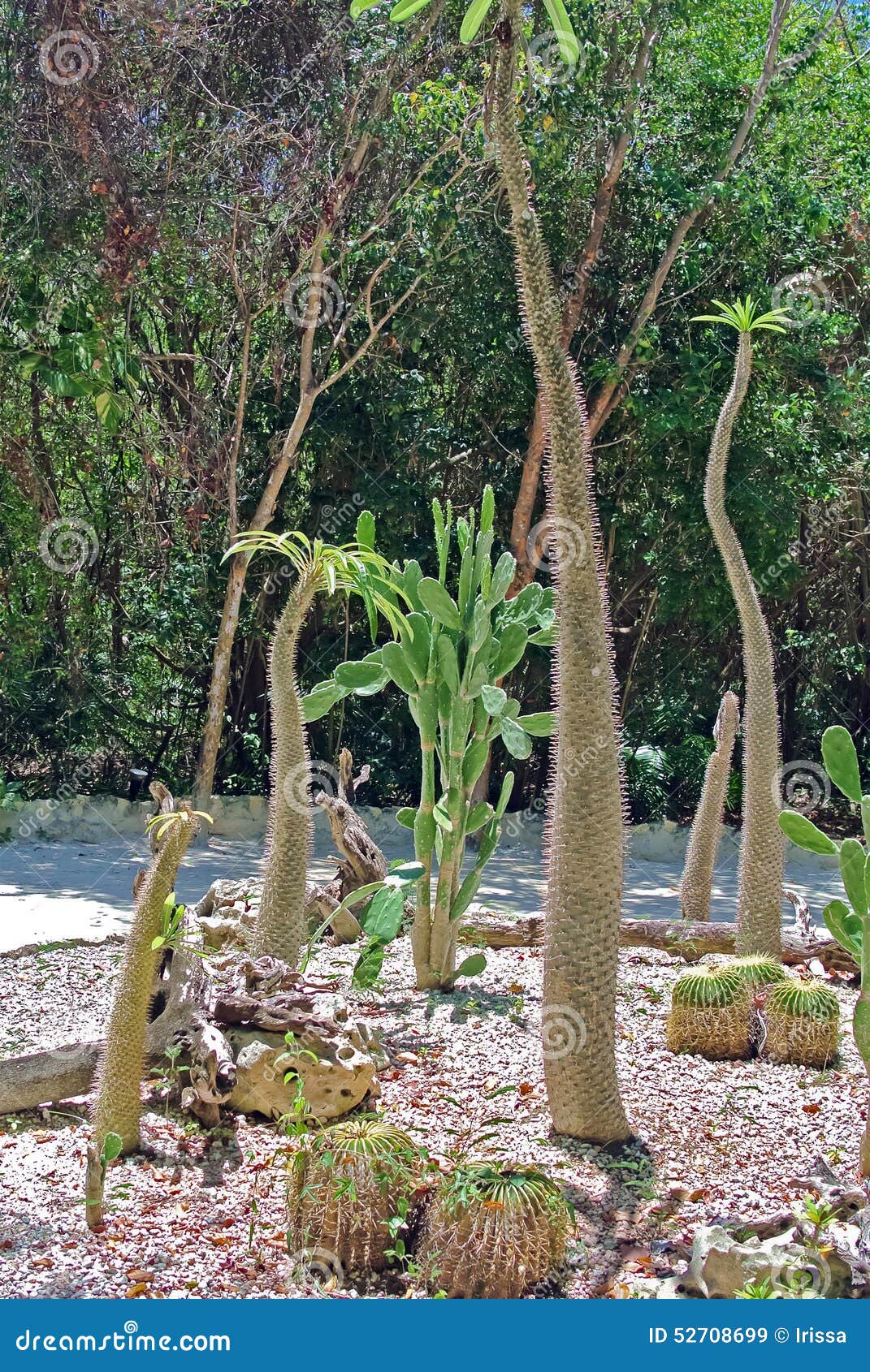 Cacti in nature stock image. Image of opuntia, prickly - 52708699