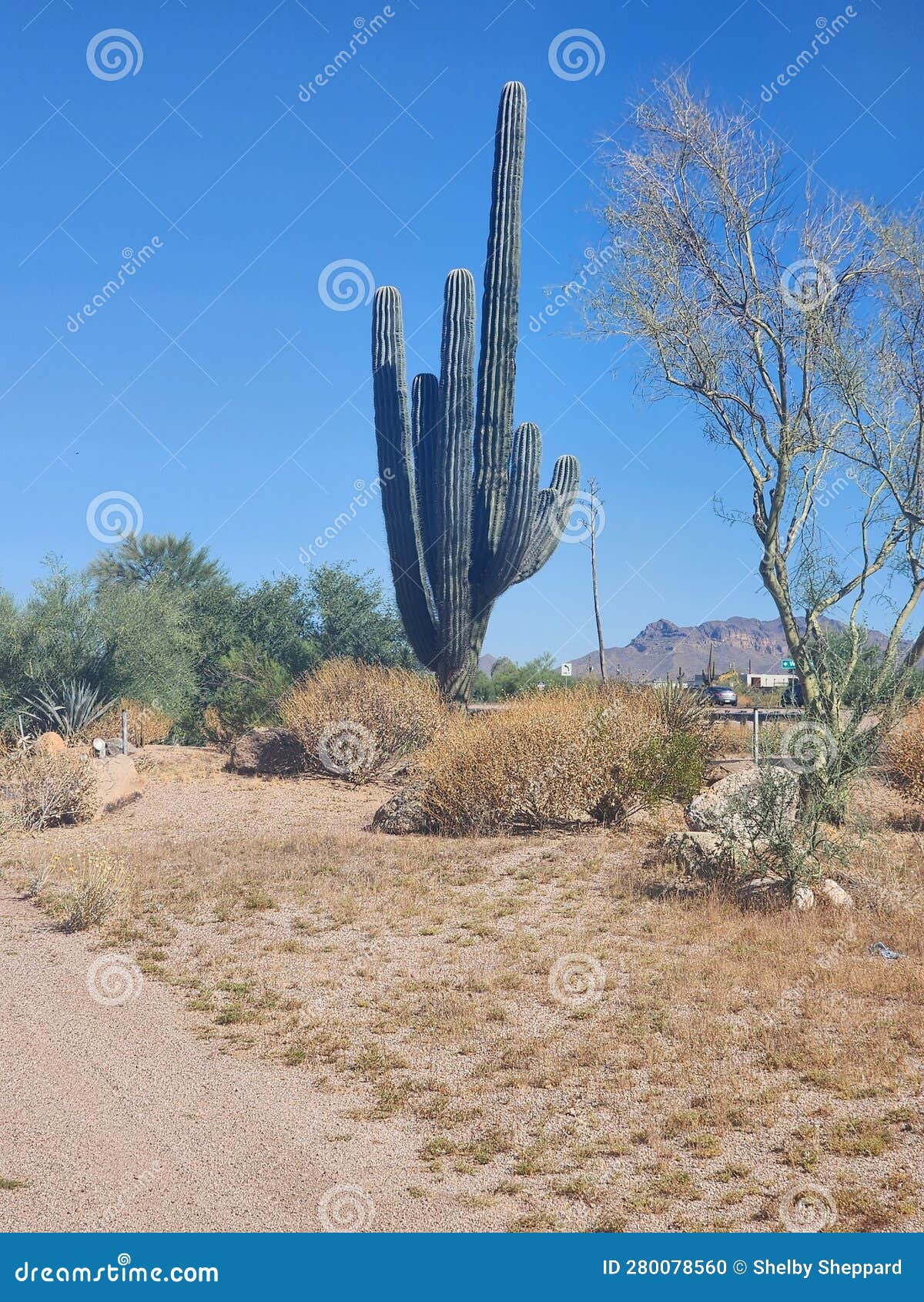 Cacti and Other Native Plants of Arizona Stock Photo - Image of native ...