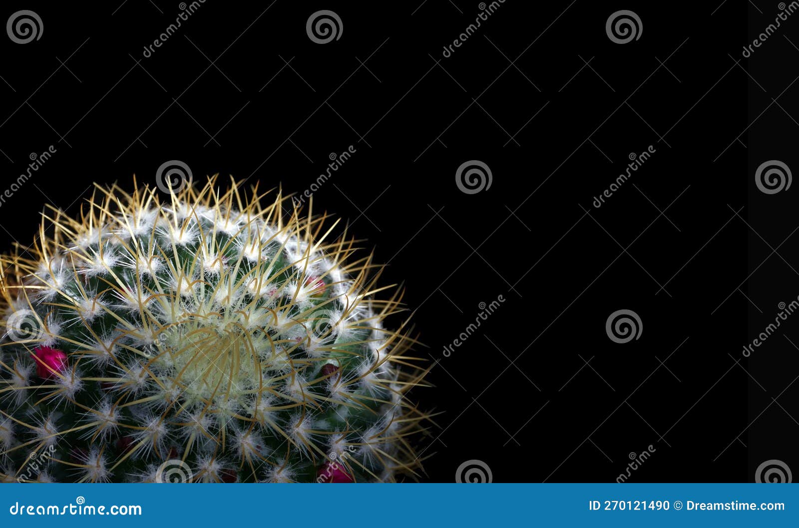 Cacti Pattern. Cactus Texture Background. Natural Pattern of Cactus ...