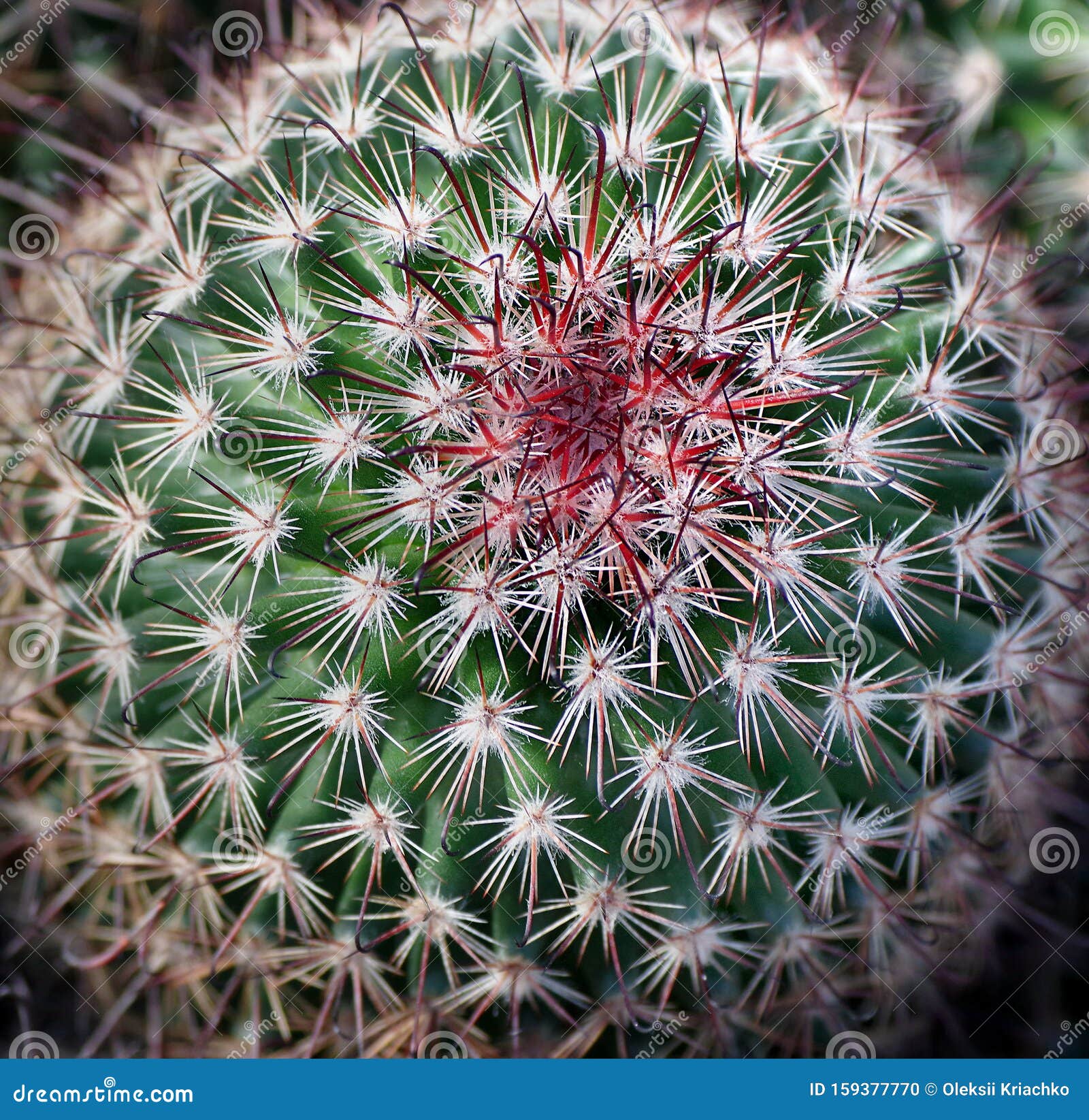 Cacti Pattern. Cactus Texture Background. Natural Pattern of Cactus ...
