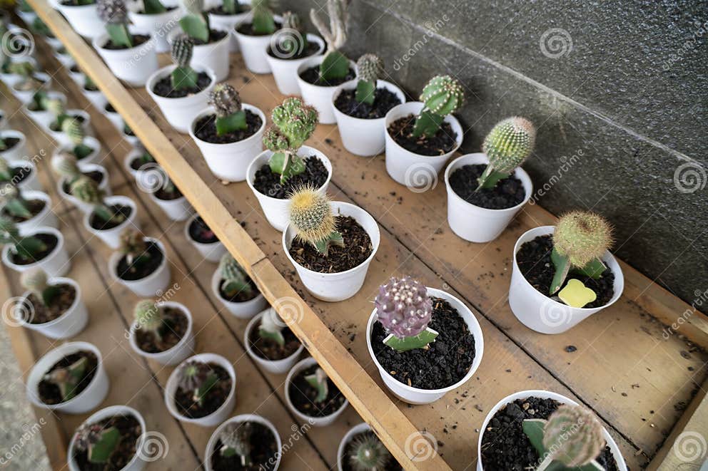 Cacti in Small Pots Lined Up on Display Stock Image - Image of color ...