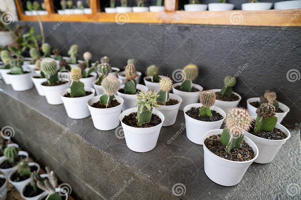 Cacti in Small Pots Lined Up on Display Stock Photo - Image of ...