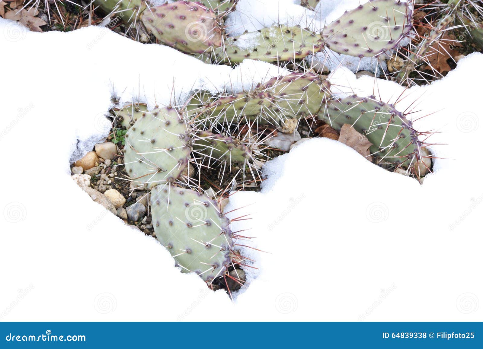 Cacti in the snow stock photo. Image of winter, season - 64839338