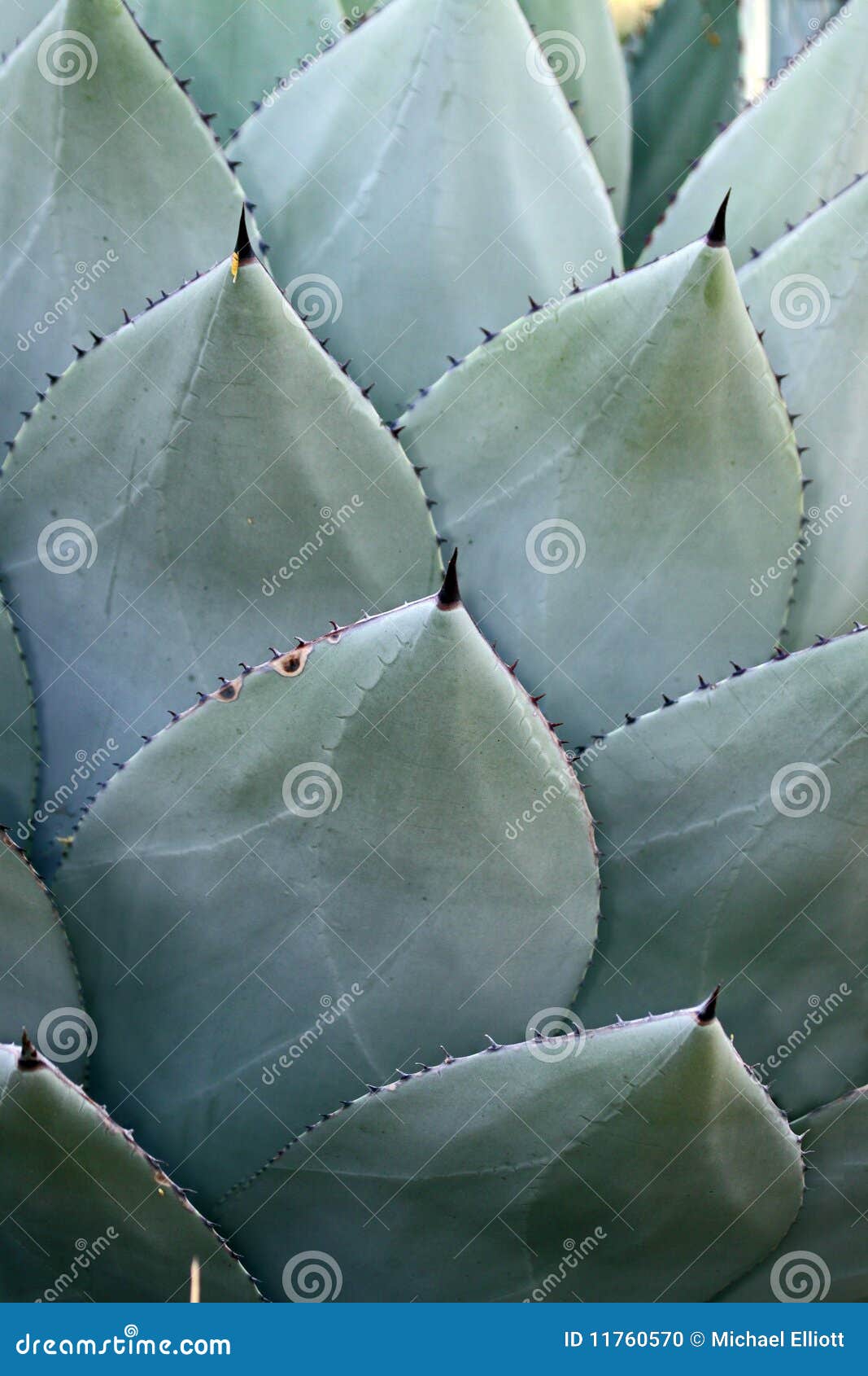 Cacti Spikes stock photo. Image of mexico, macro, greenish - 11760570