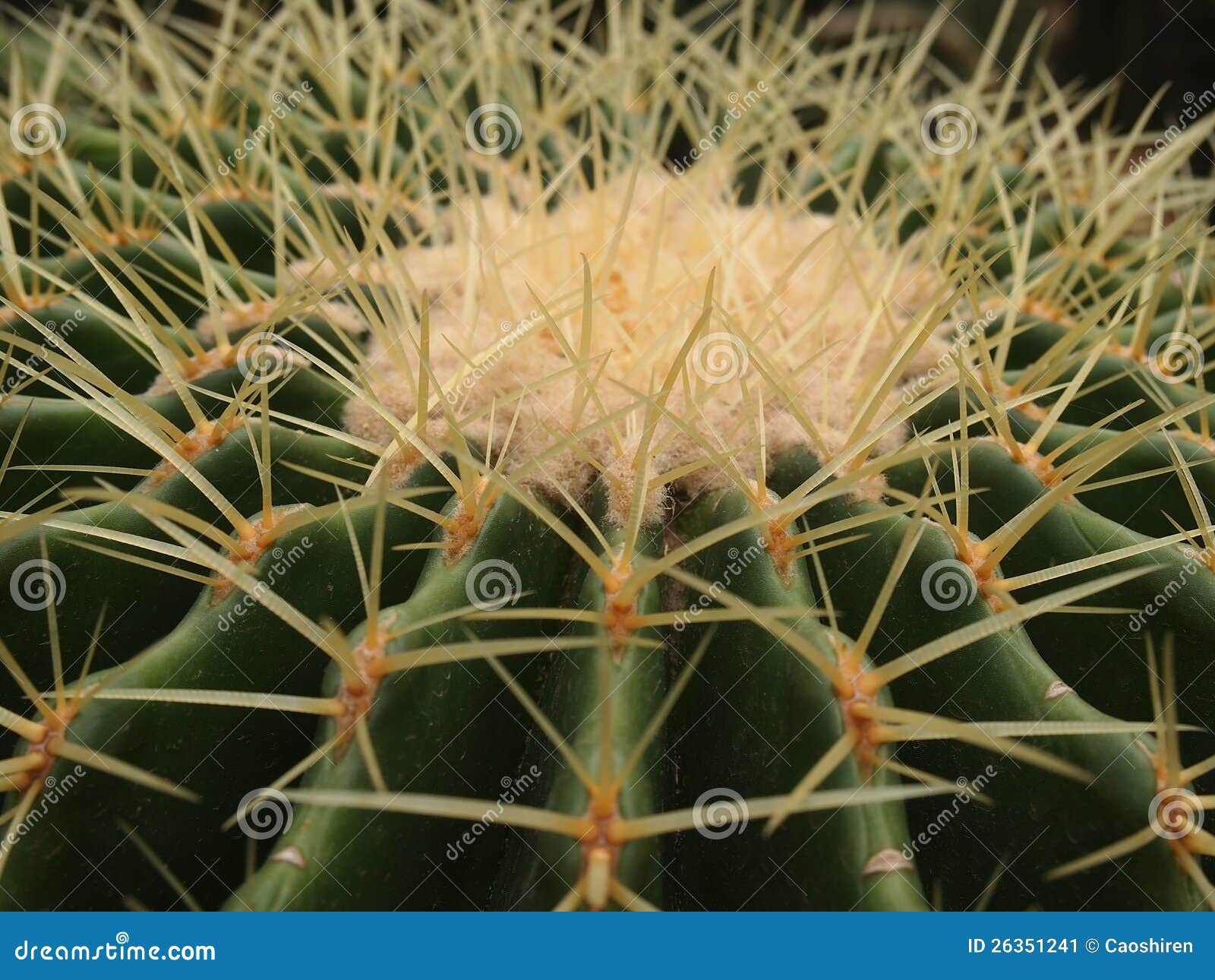 Cacti spines stock image. Image of weather, plant, desert - 26351241