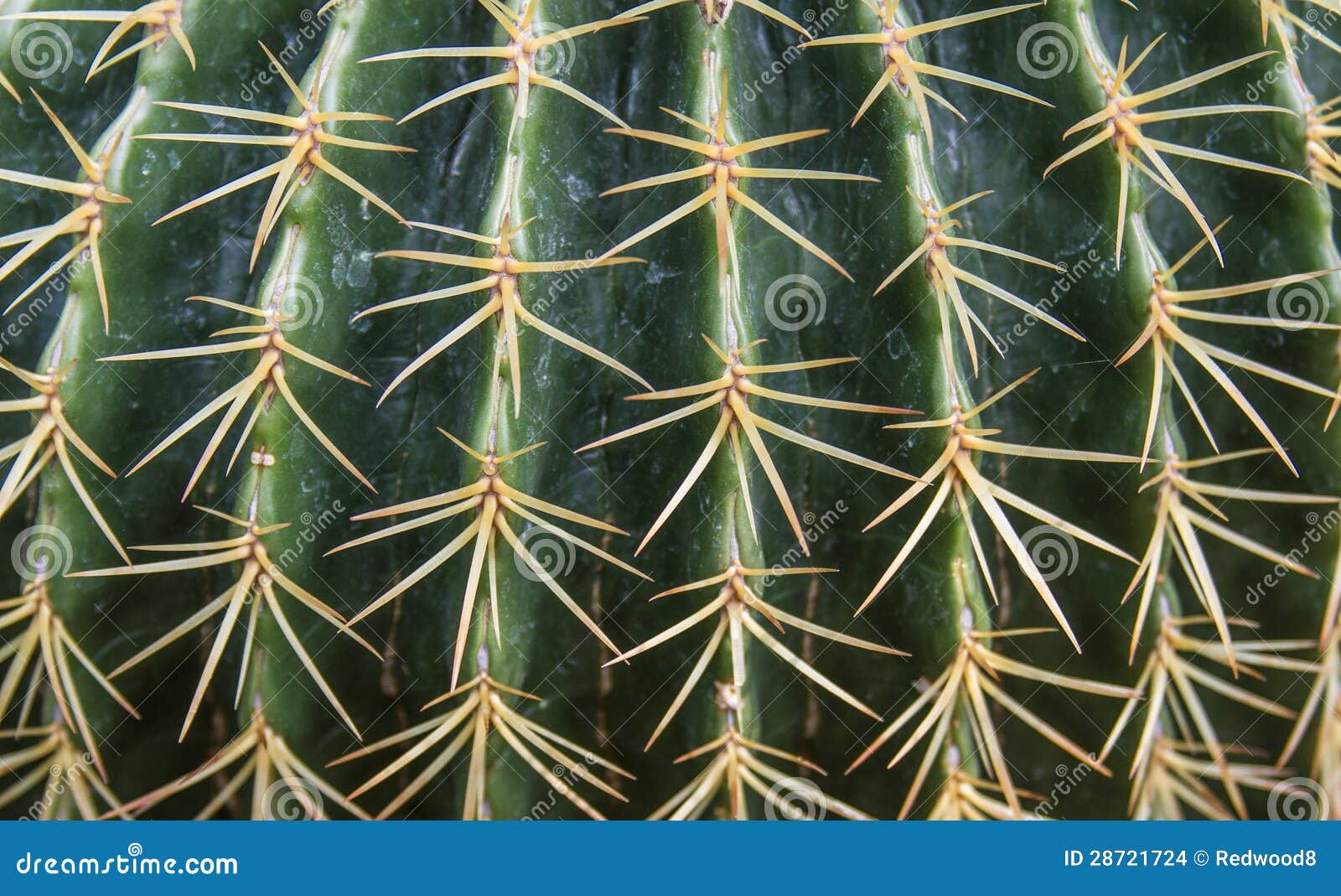 Cacti Spines stock photo. Image of backgrounds, sharp - 28721724